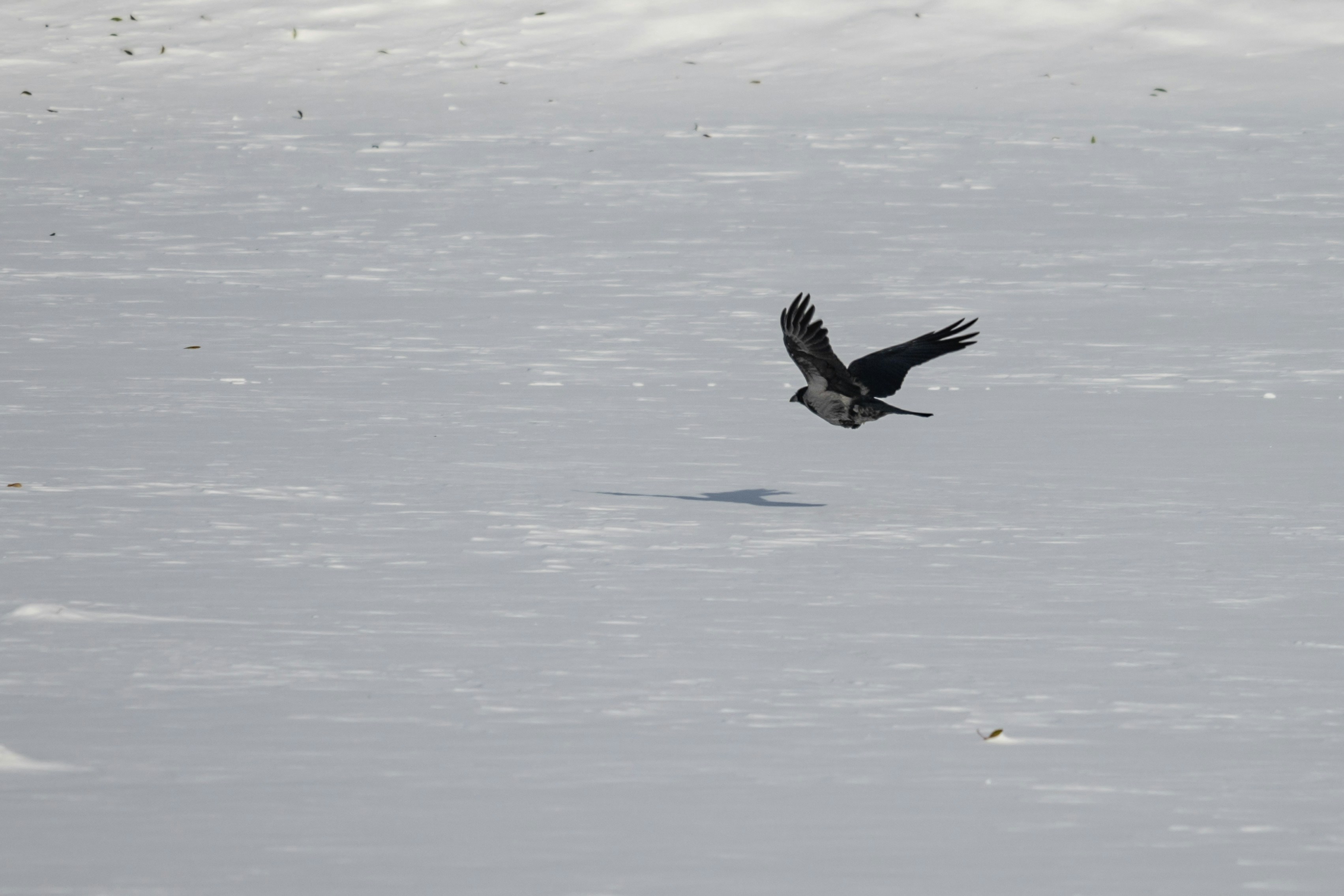 Photo by Laszlo Biro with Nikon Z50