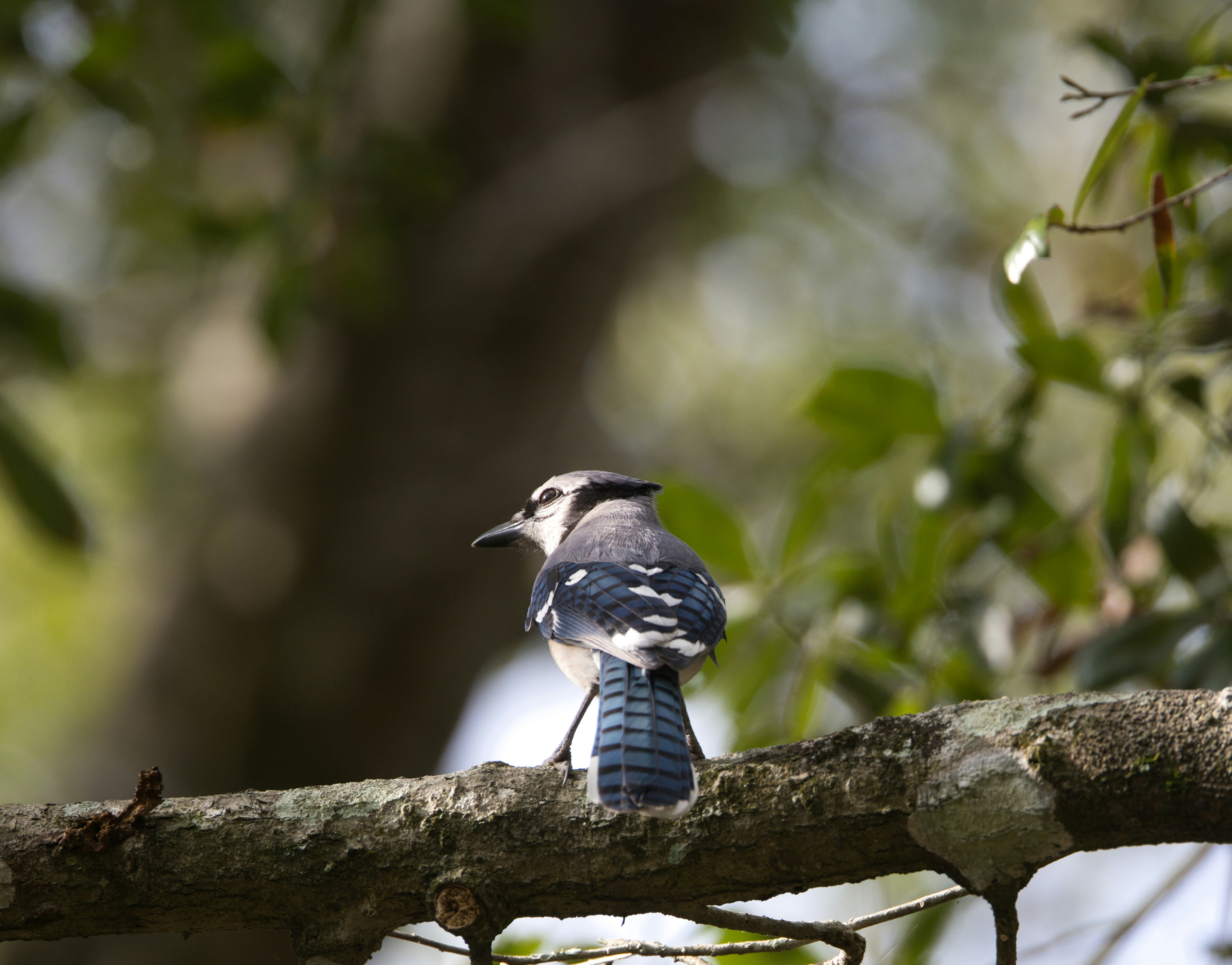 Blue-Tailed Quietude: Songbird on a Mossy Branch