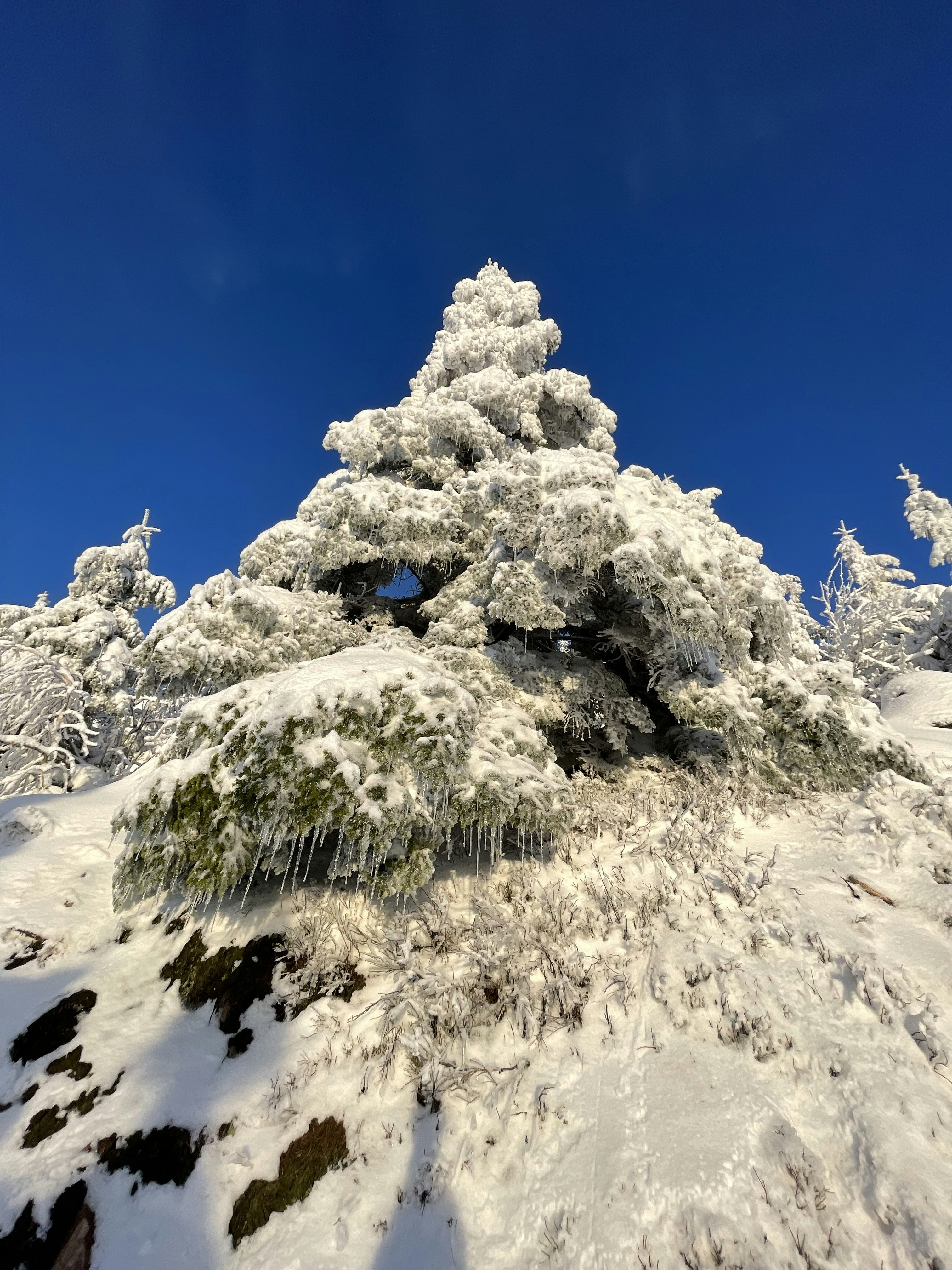 Photo by Bernd 📷 Dittrich with Apple iPhone 12 Pro