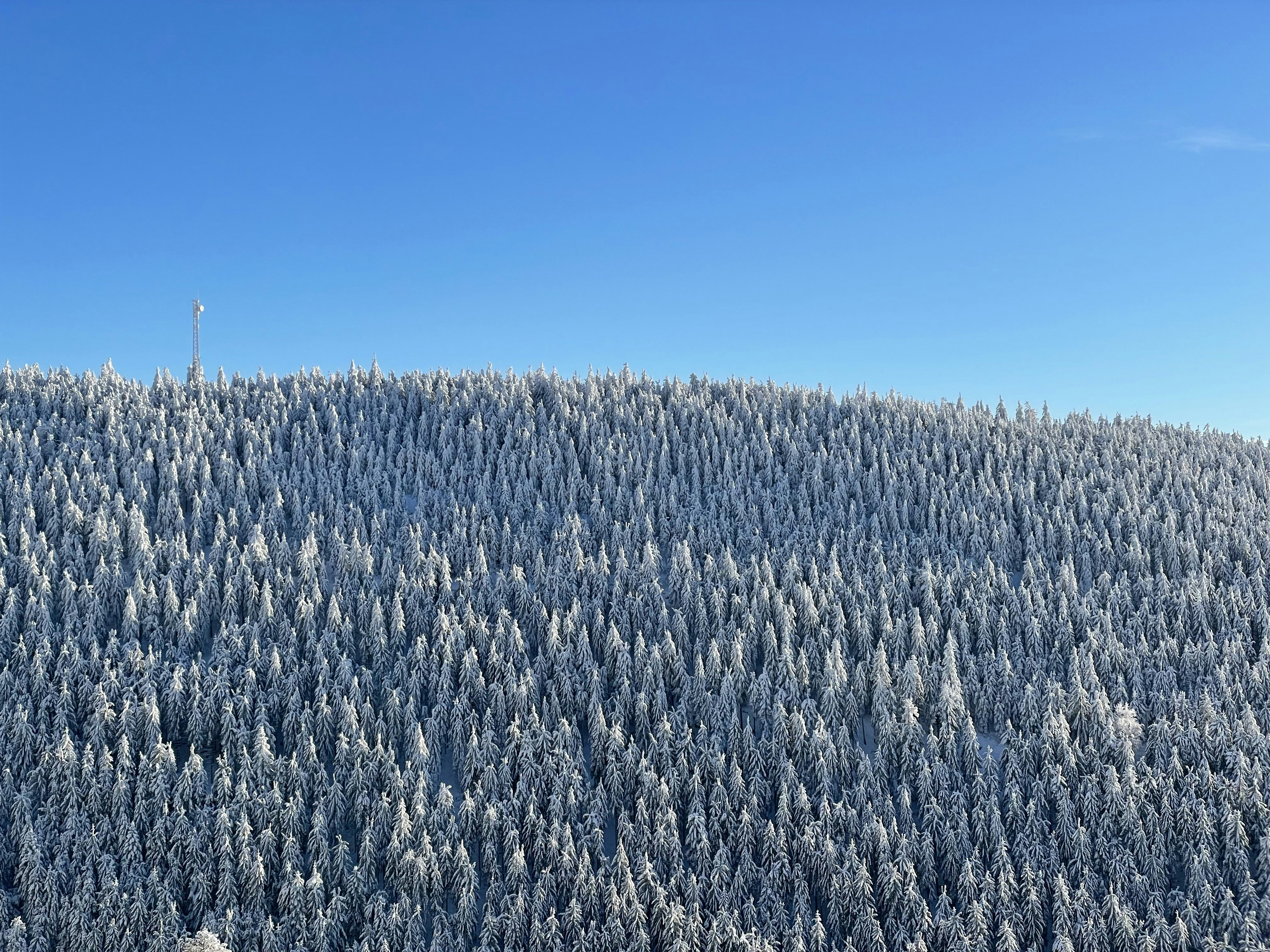 Snow-Crowned Ridge: Pines Adorn the Winter Crest Under a Clear Alpine Sky
