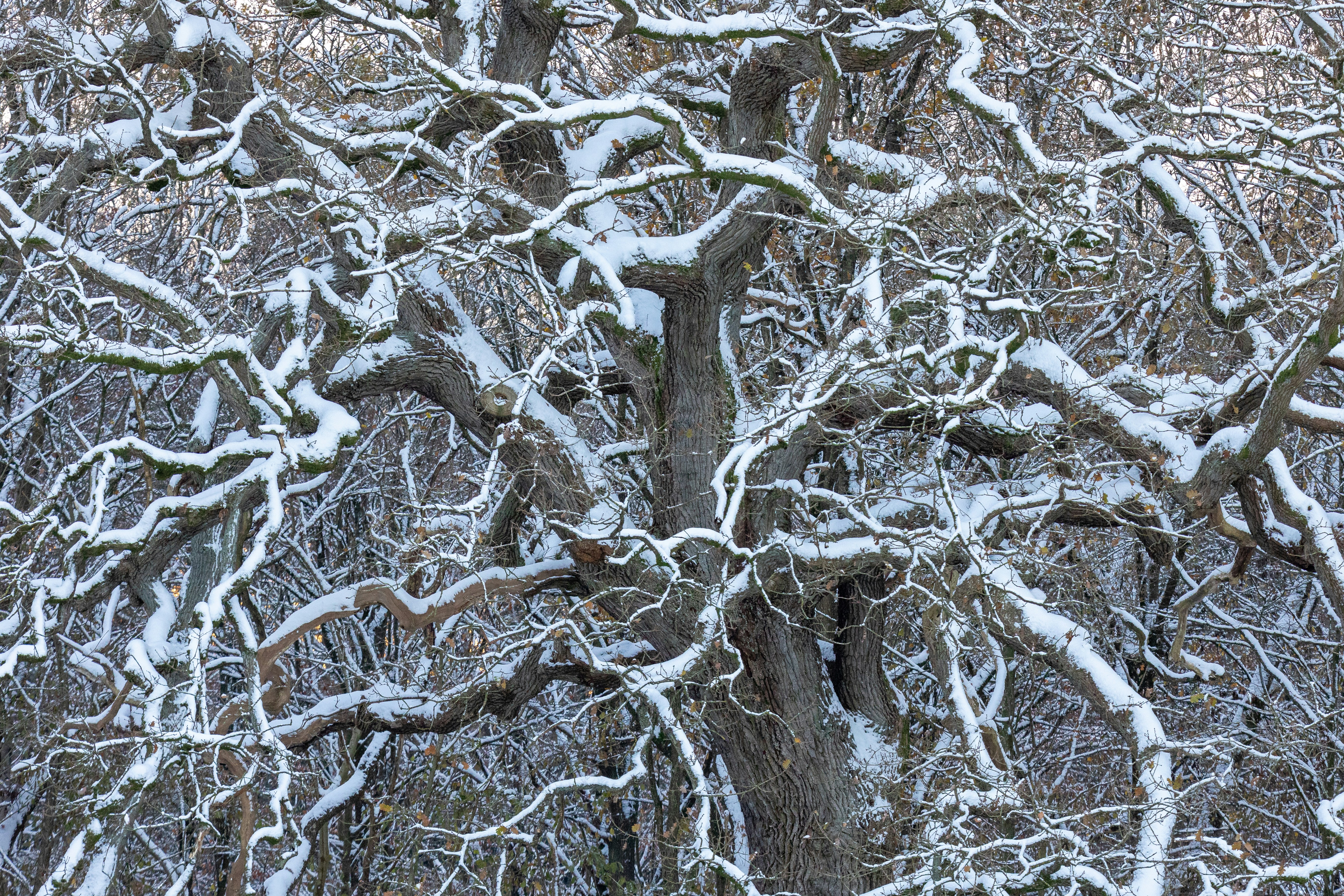 Photo by Marvin Radke with Canon EOS R6