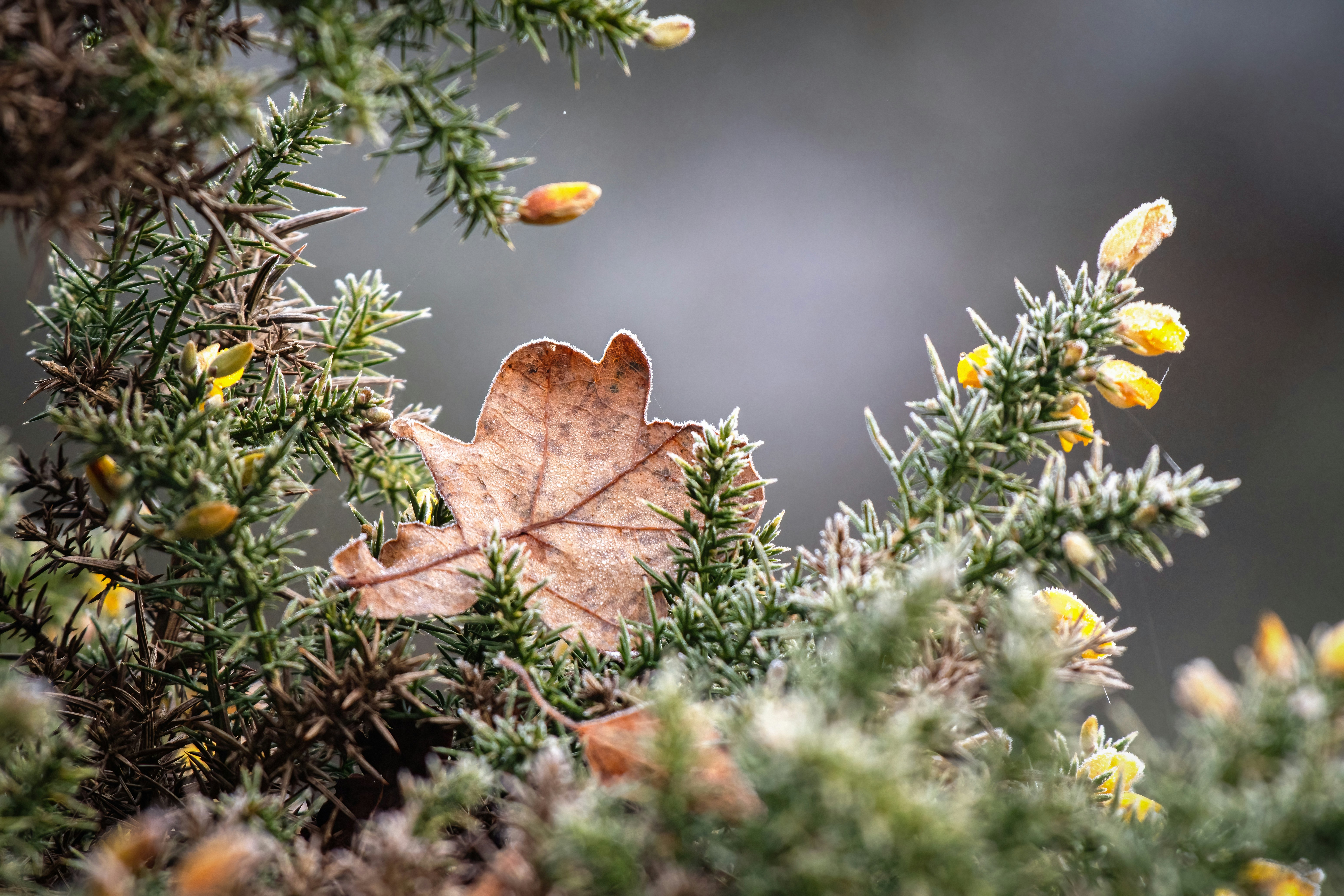 Autumn Leaf Nestled in Needle Bush