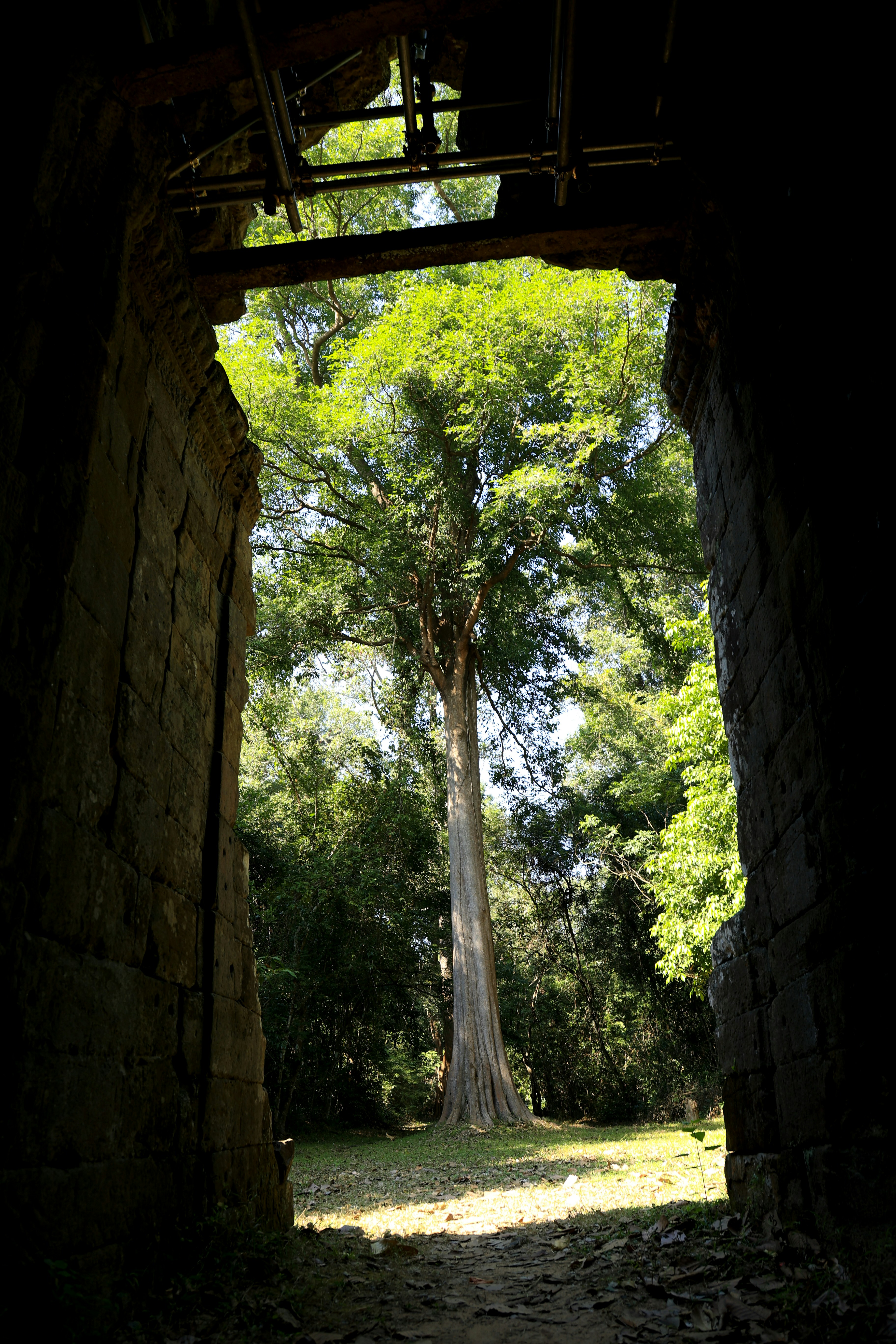Grove Gate: A Tree Rising Through the Ruin's Dark Frame