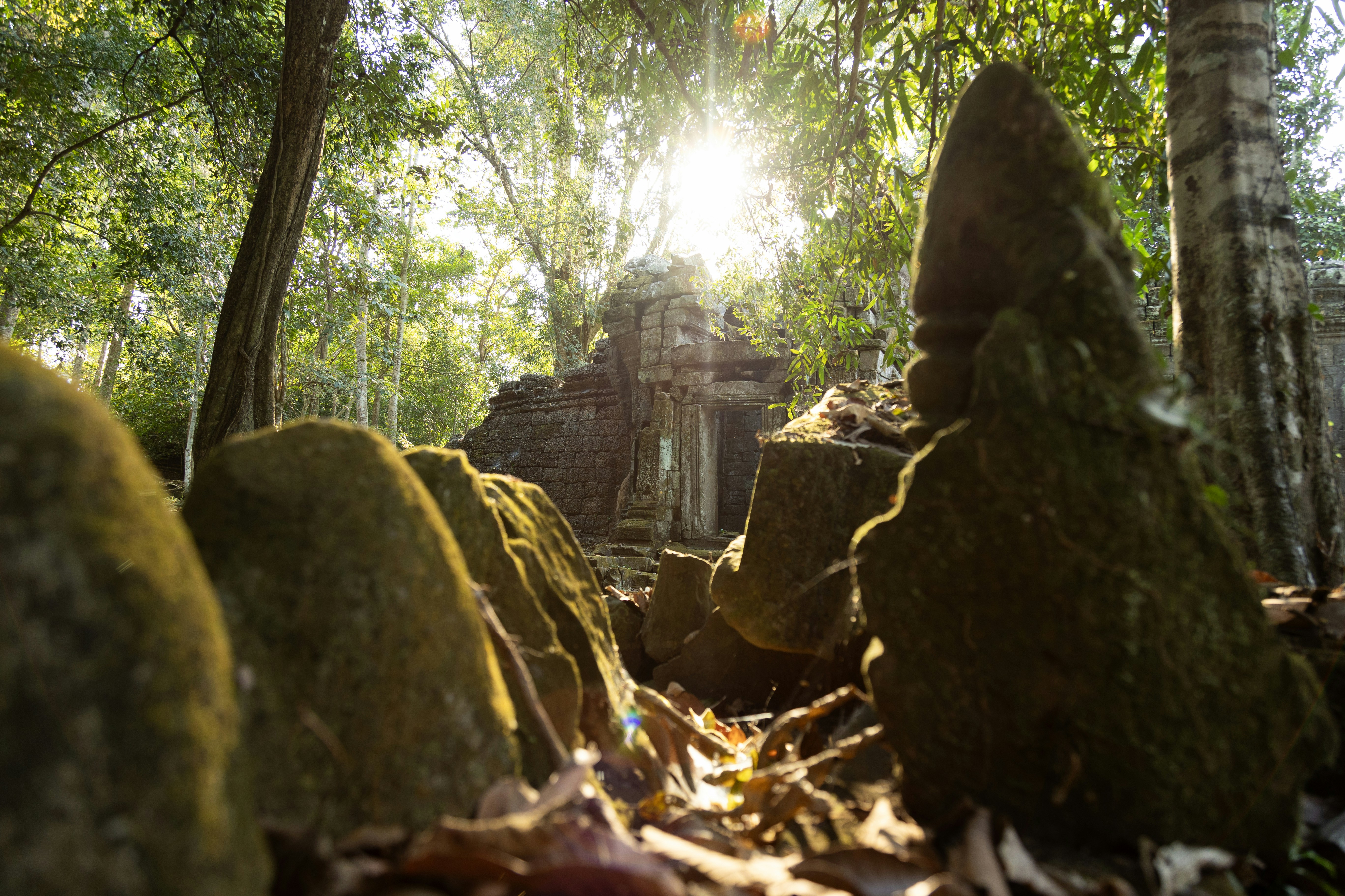 Sunlit Ruins: Moss-Covered Gate Emerging from a Forest Dawn