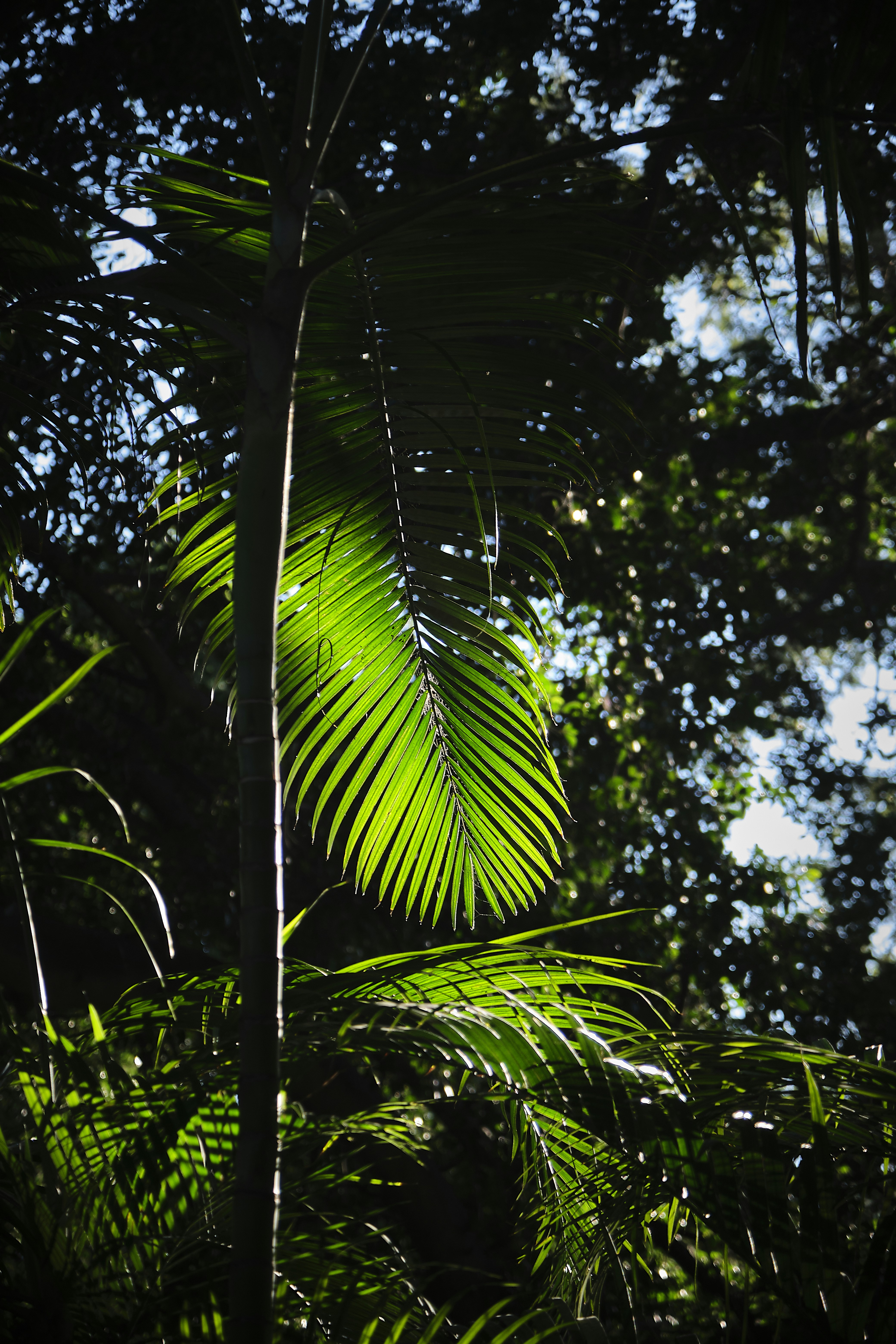 Sunlit Palm Frond Piercing the Shadowed Canopy