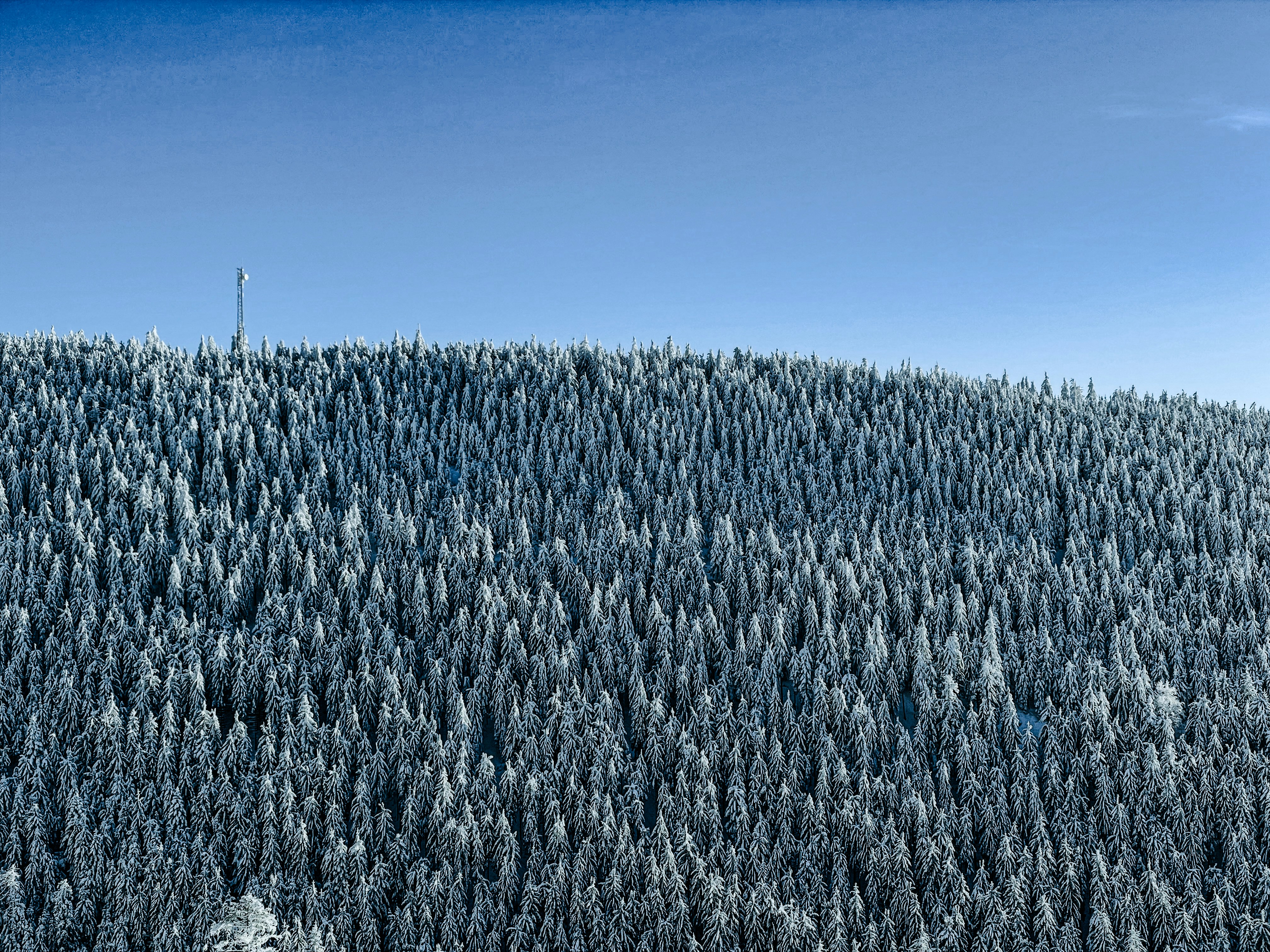 Snow-covered Pines Under a Clear Winter Sky