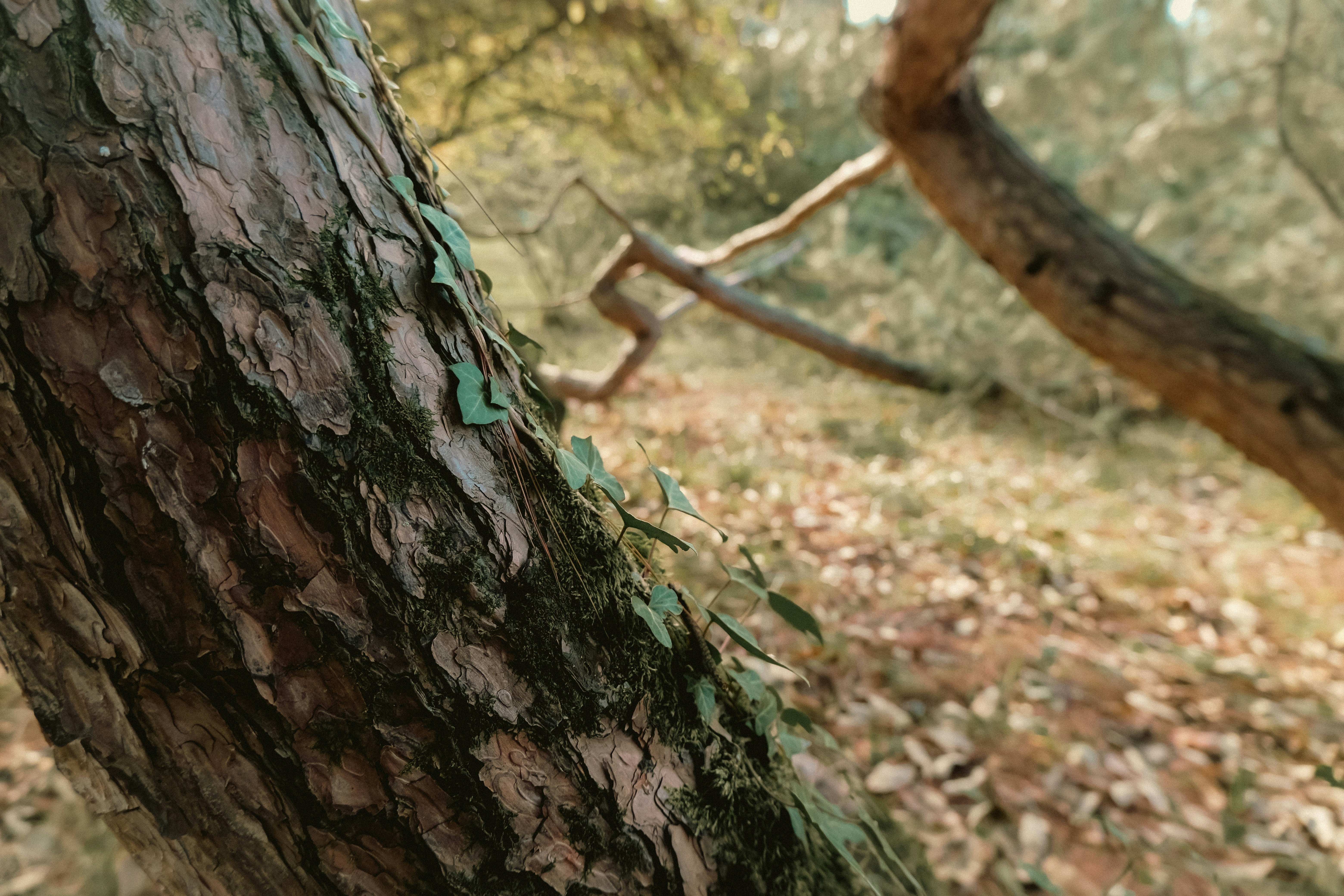 Ivy-etched Bark in Dappled Light: a Close-Up Woodland Study
