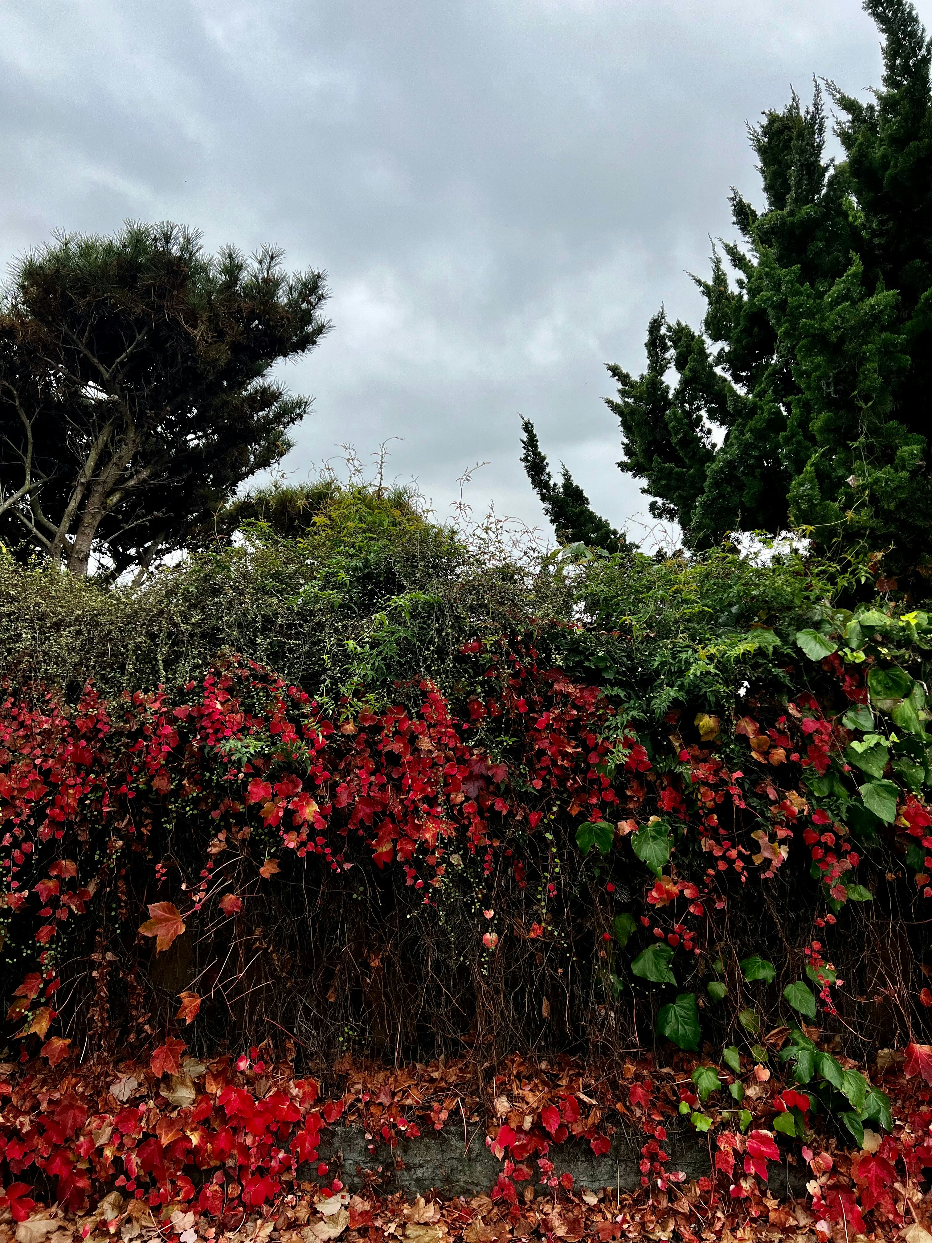 Red-Leafed Hedge Cascade Under a Cloudy Sky