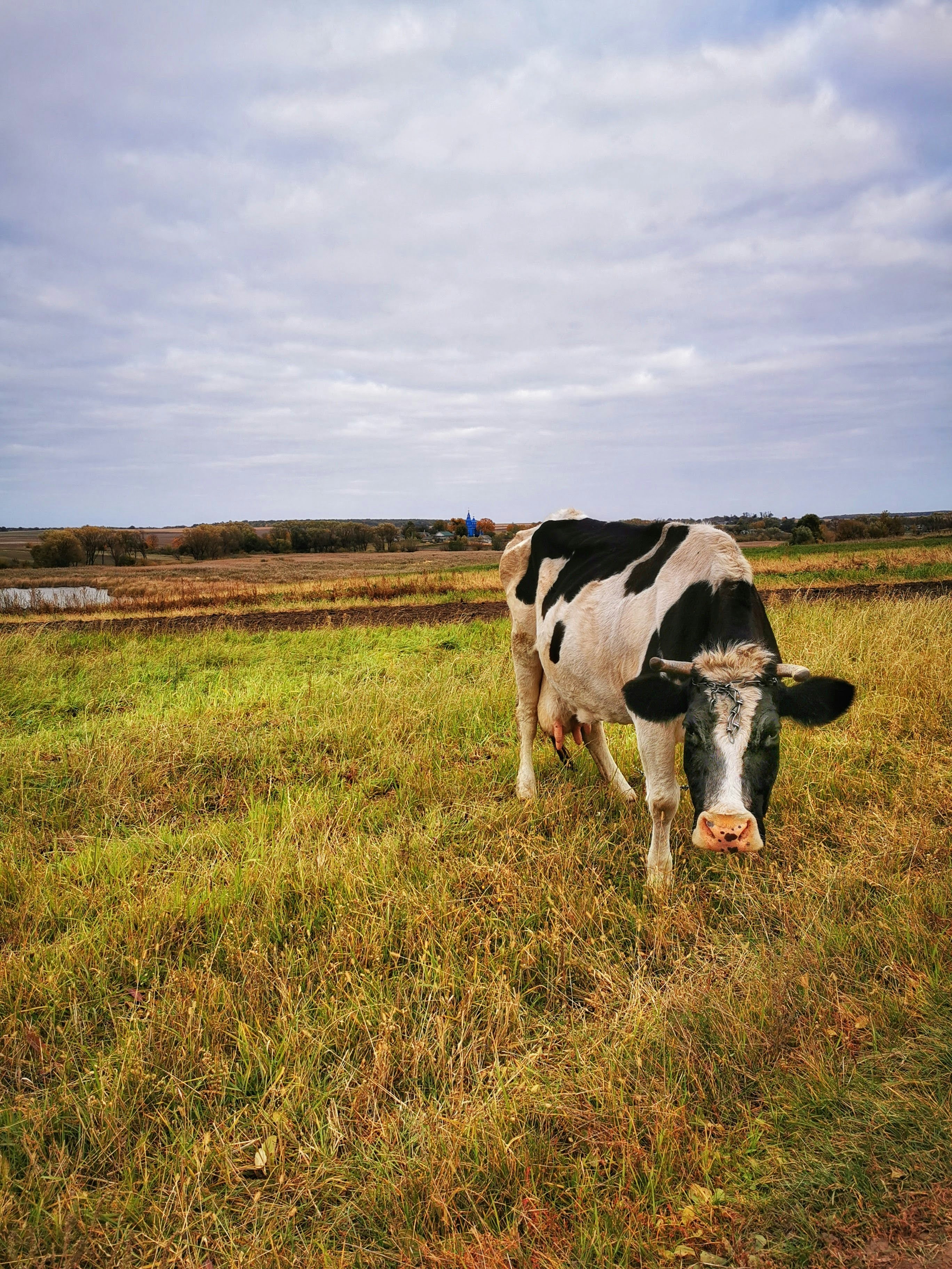 Pasture Portrait: A Holstein Standing in Golden Grass Under a Quiet Cloudscape