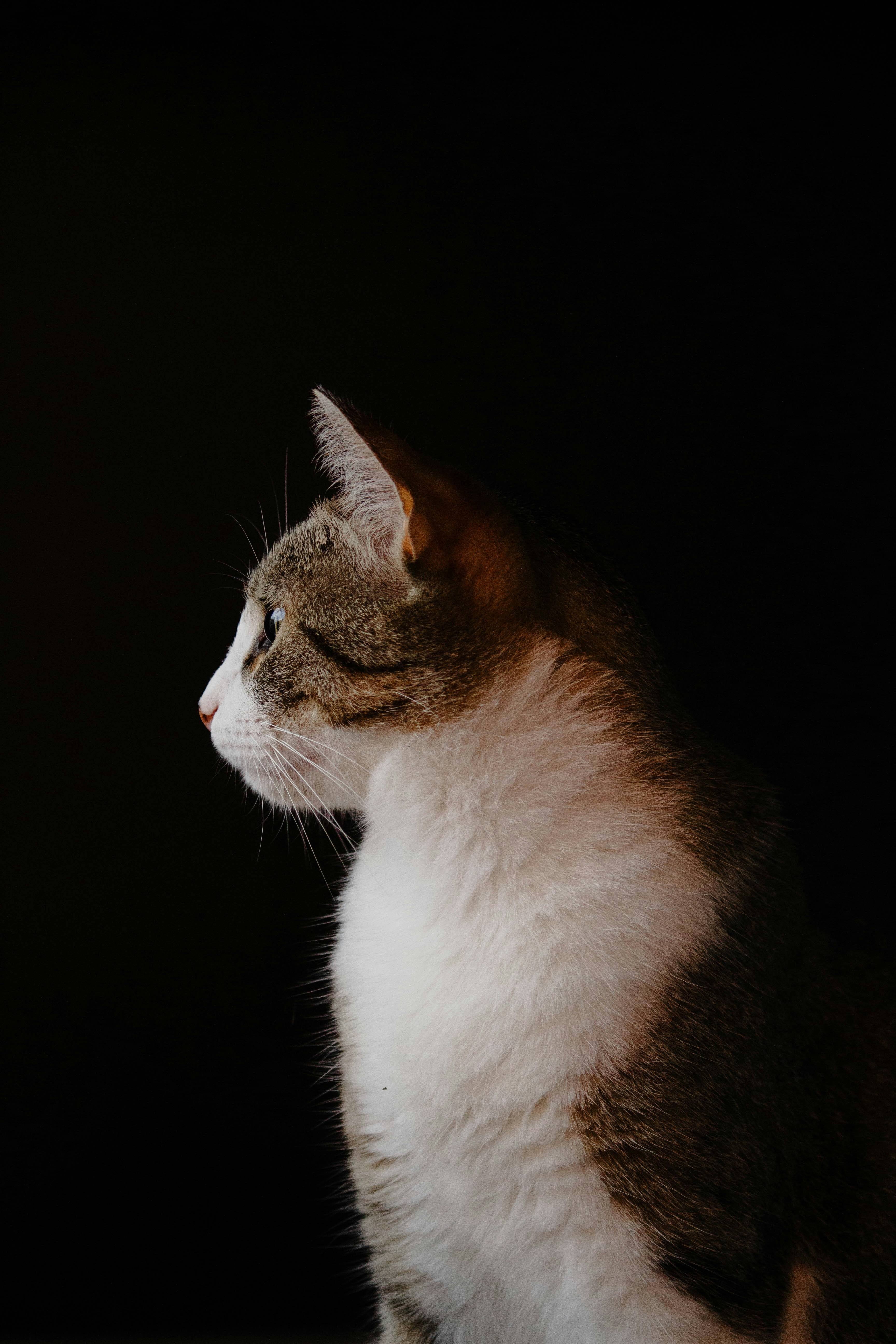 Profile of a cat gazing thoughtfully against a dark background.