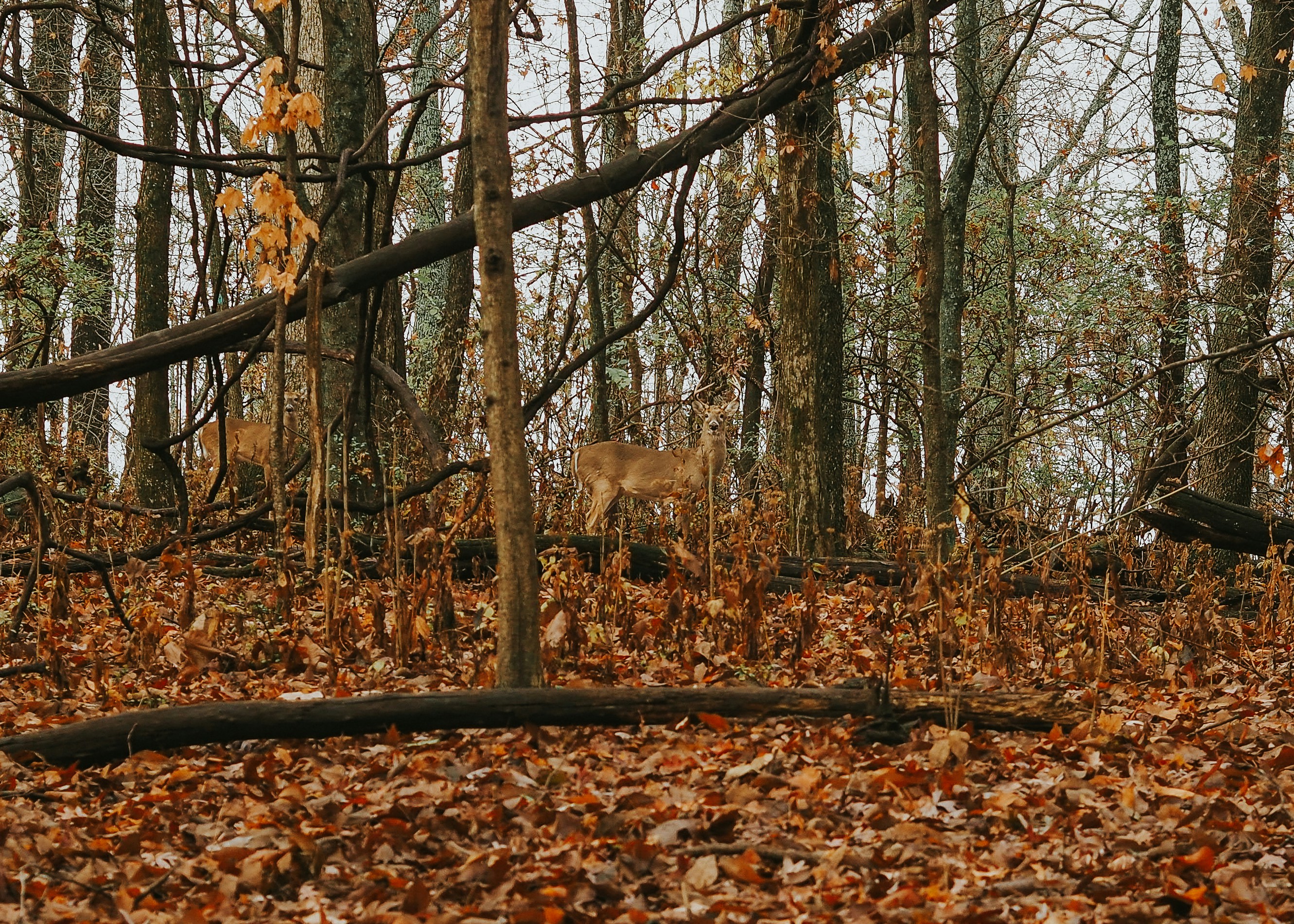 A deer standing in the middle of a forest photo – Free Forest Image on ...