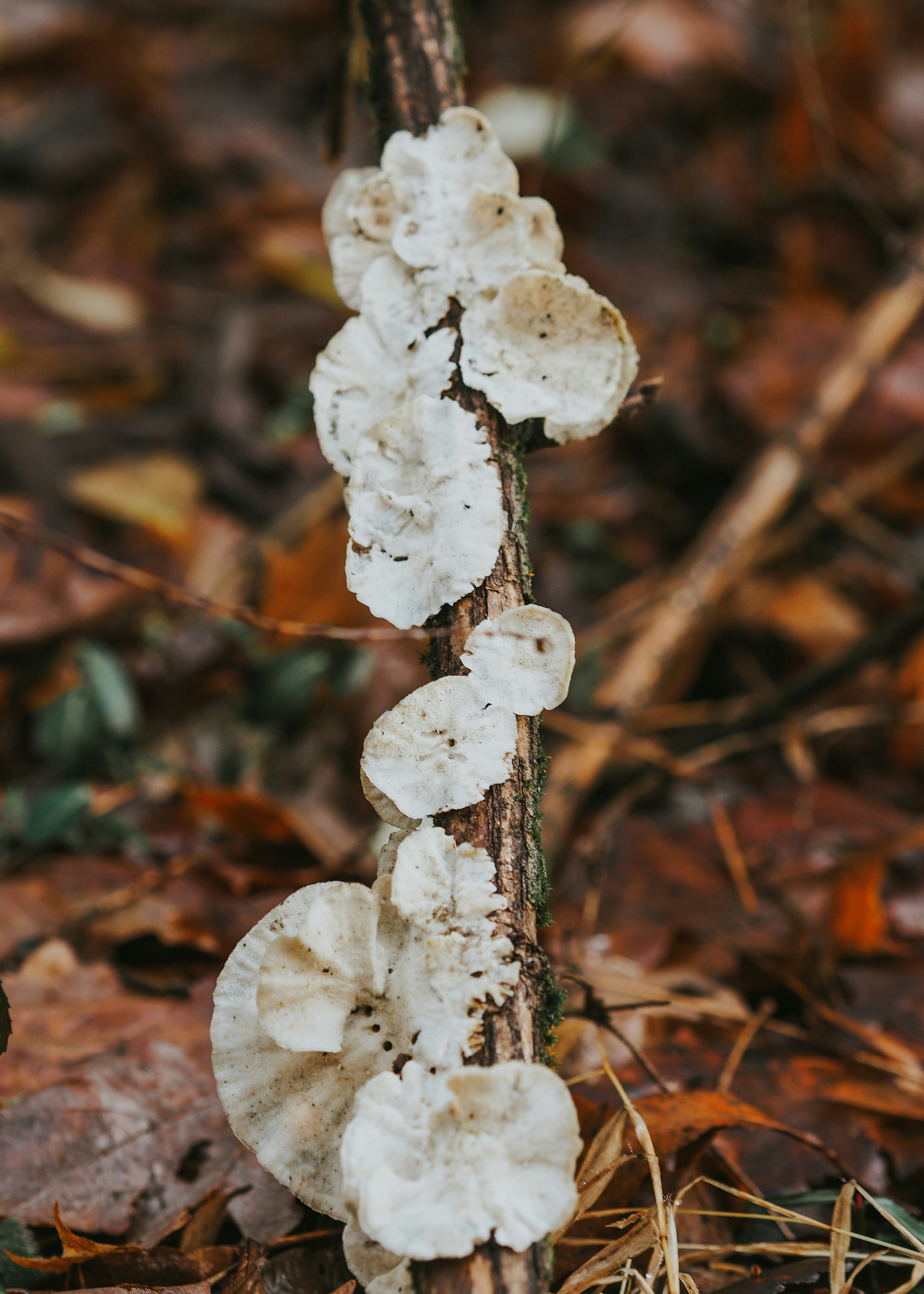 Photo by Barbara Burgess with Olympus PEN-F