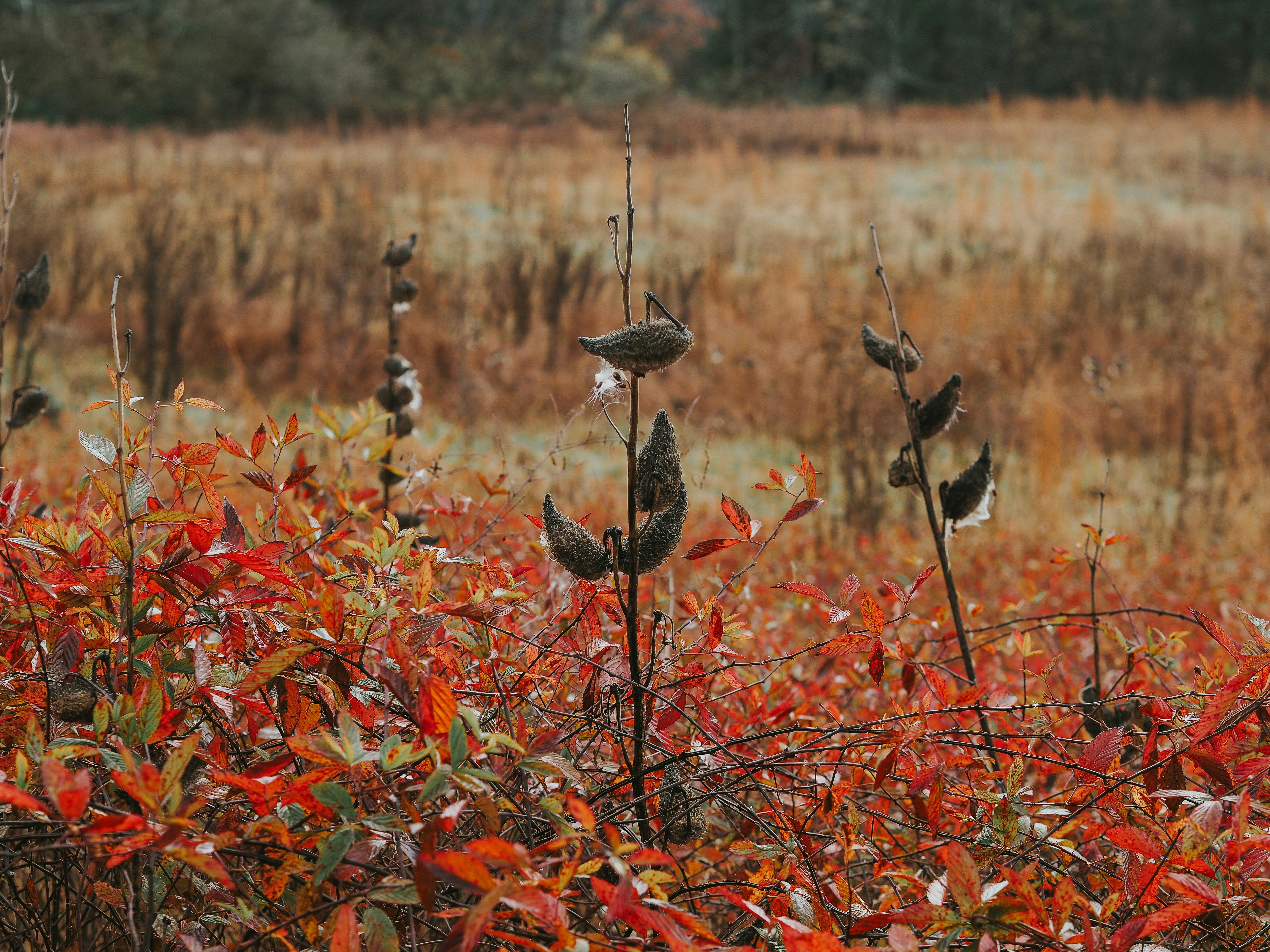 Vibrant red autumnal brush fronts a golden meadow, with dried seed heads rising behind; the scene emphasizes seasonal transition in a natural landscape.