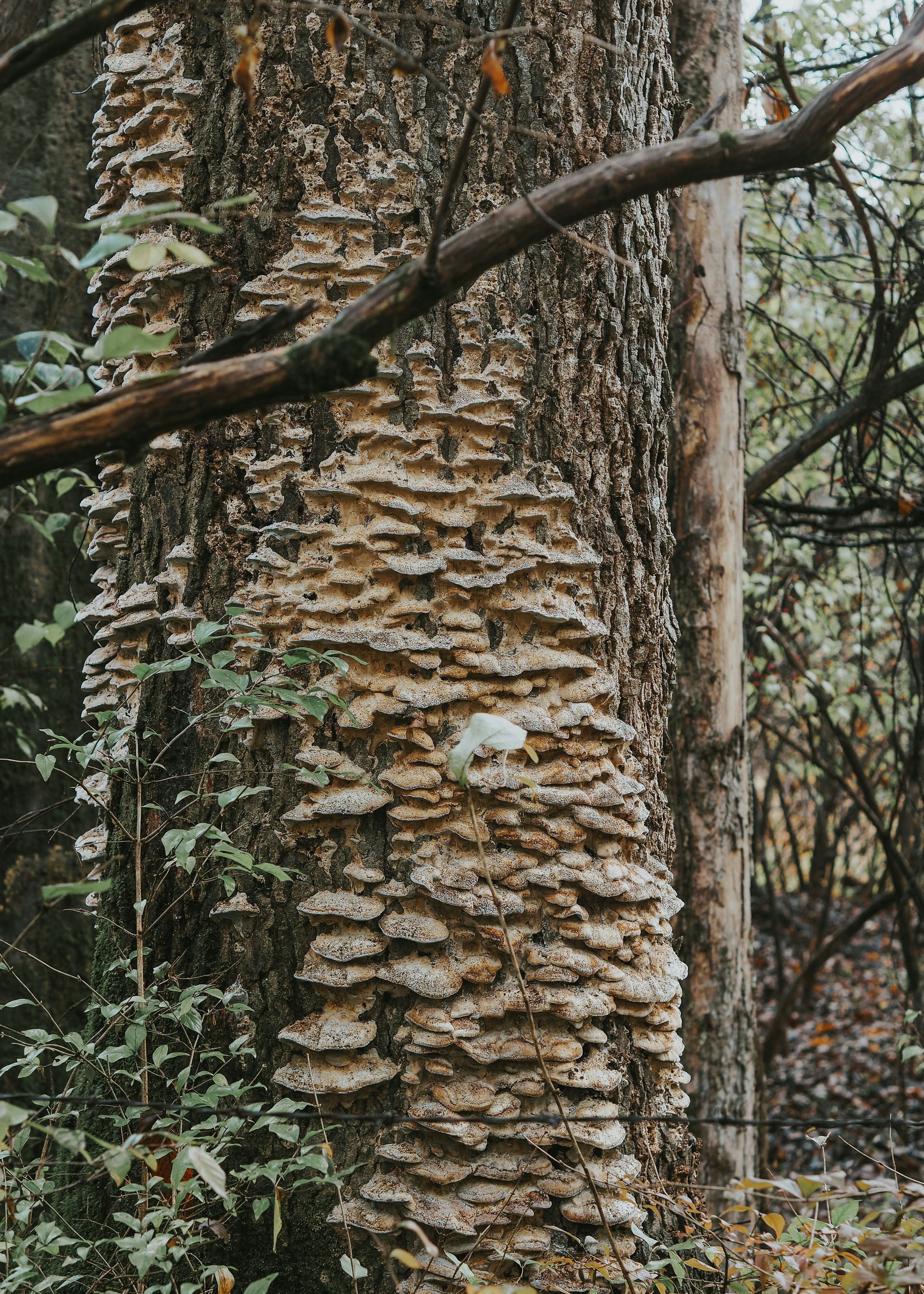 Lichen-Haired Trunk: A Vertical Meadow of Shelf Fungus