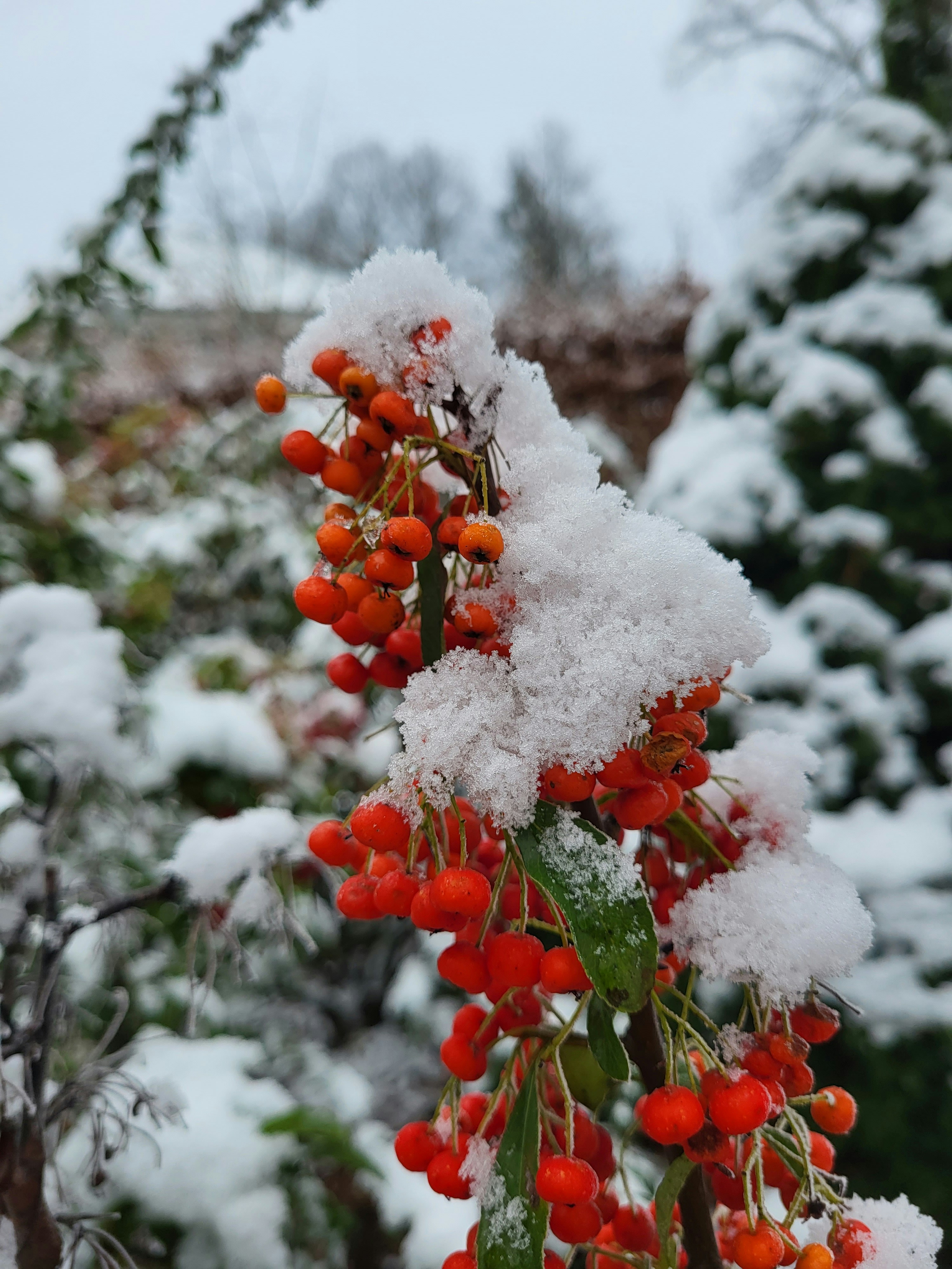 Crimson Berries Crowned by Snow on a Frosted Stem