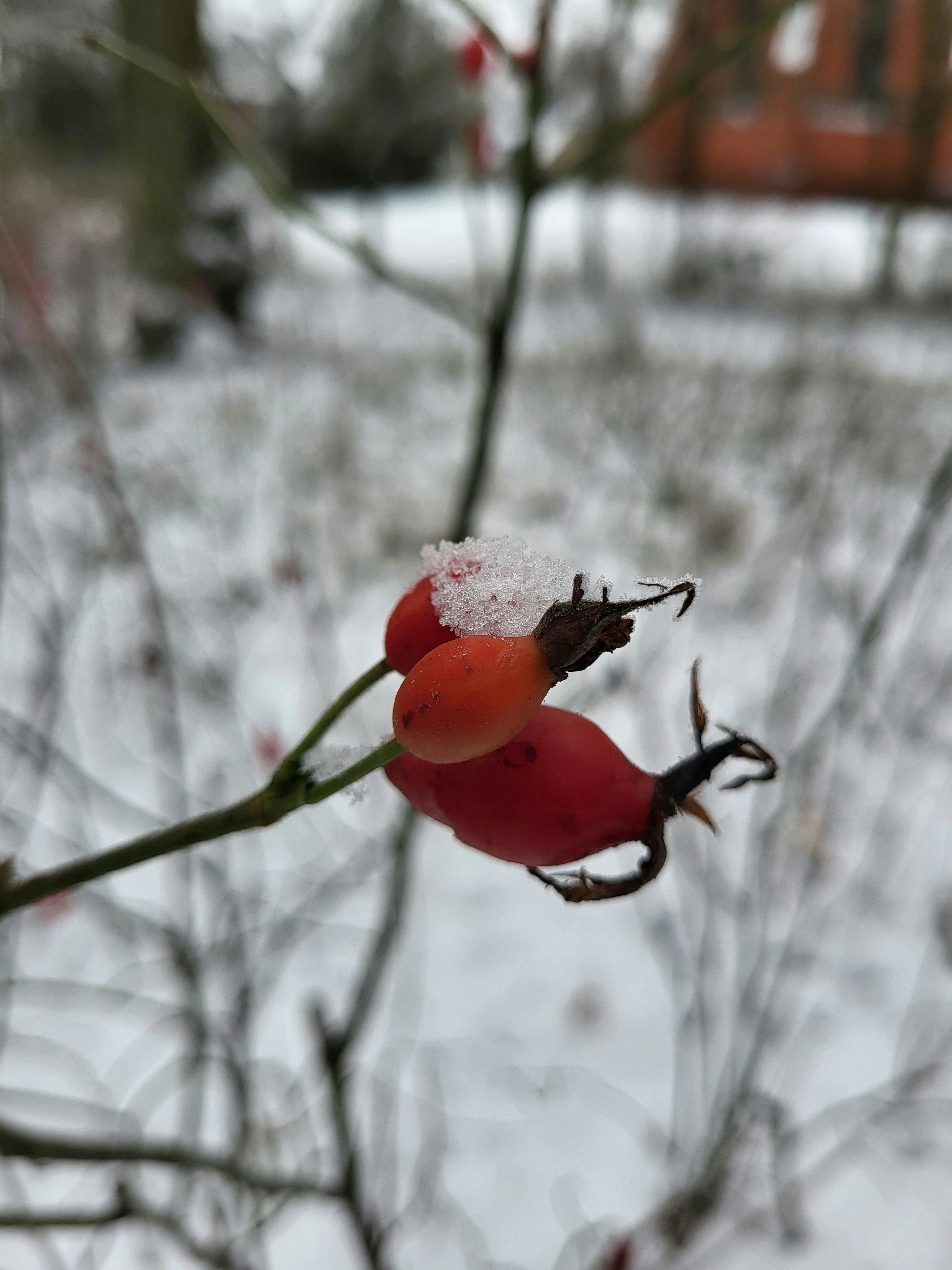 A close up of a plant with snow on it photo – Free Snow Image on Unsplash