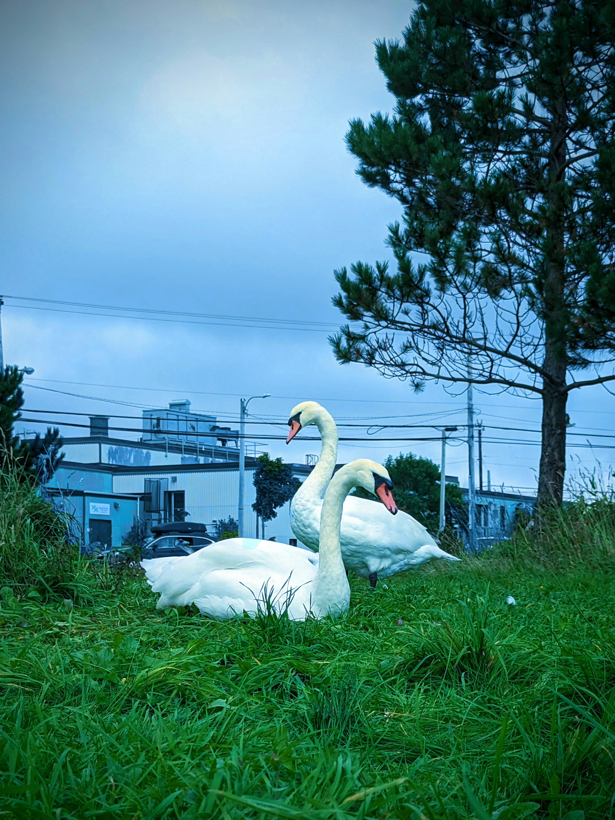 Twin Swans on a City Meadow Framed by Power Lines and Pines