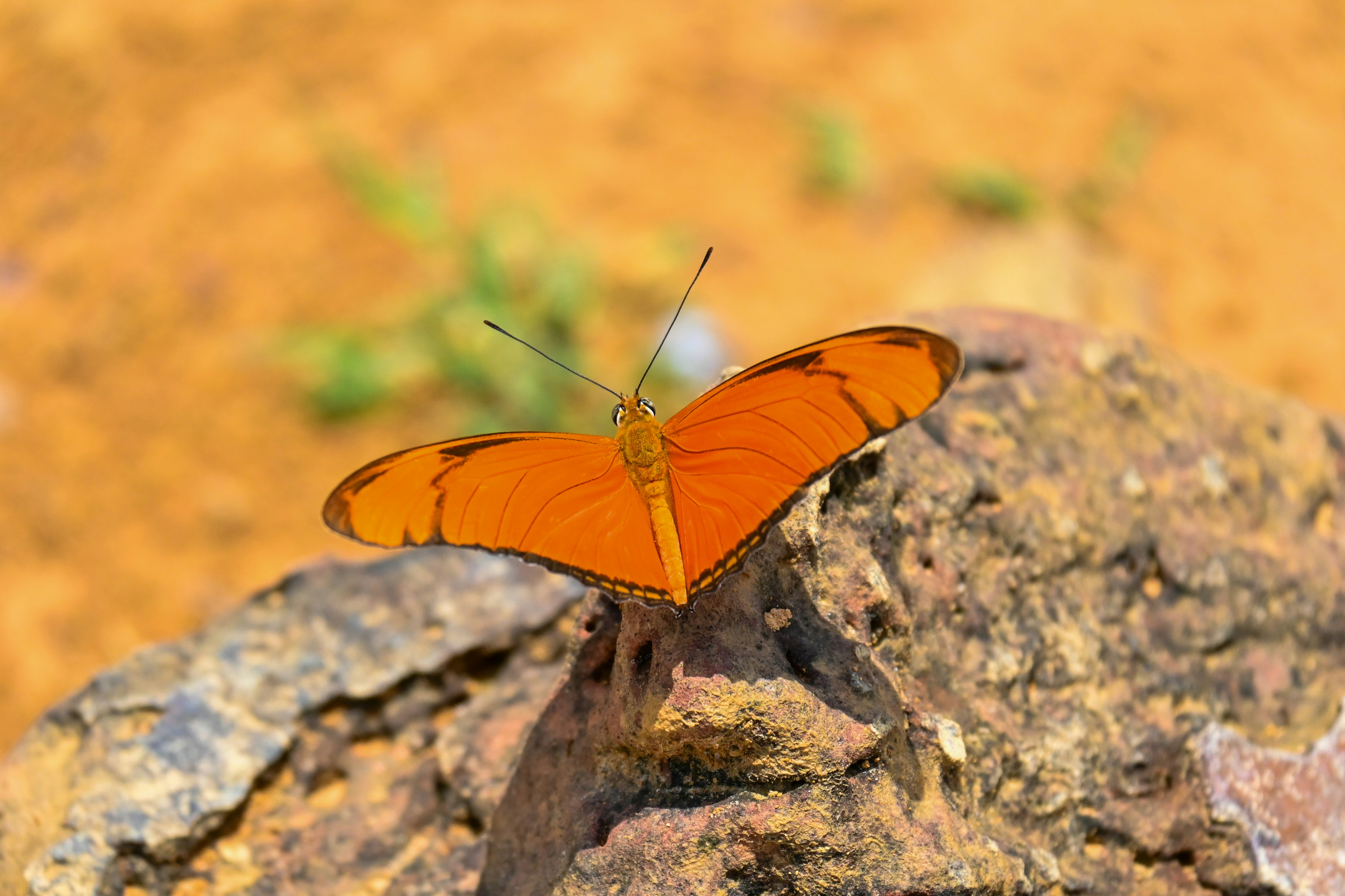 Sunlit Amber Butterfly Perched on a Weathered Rock