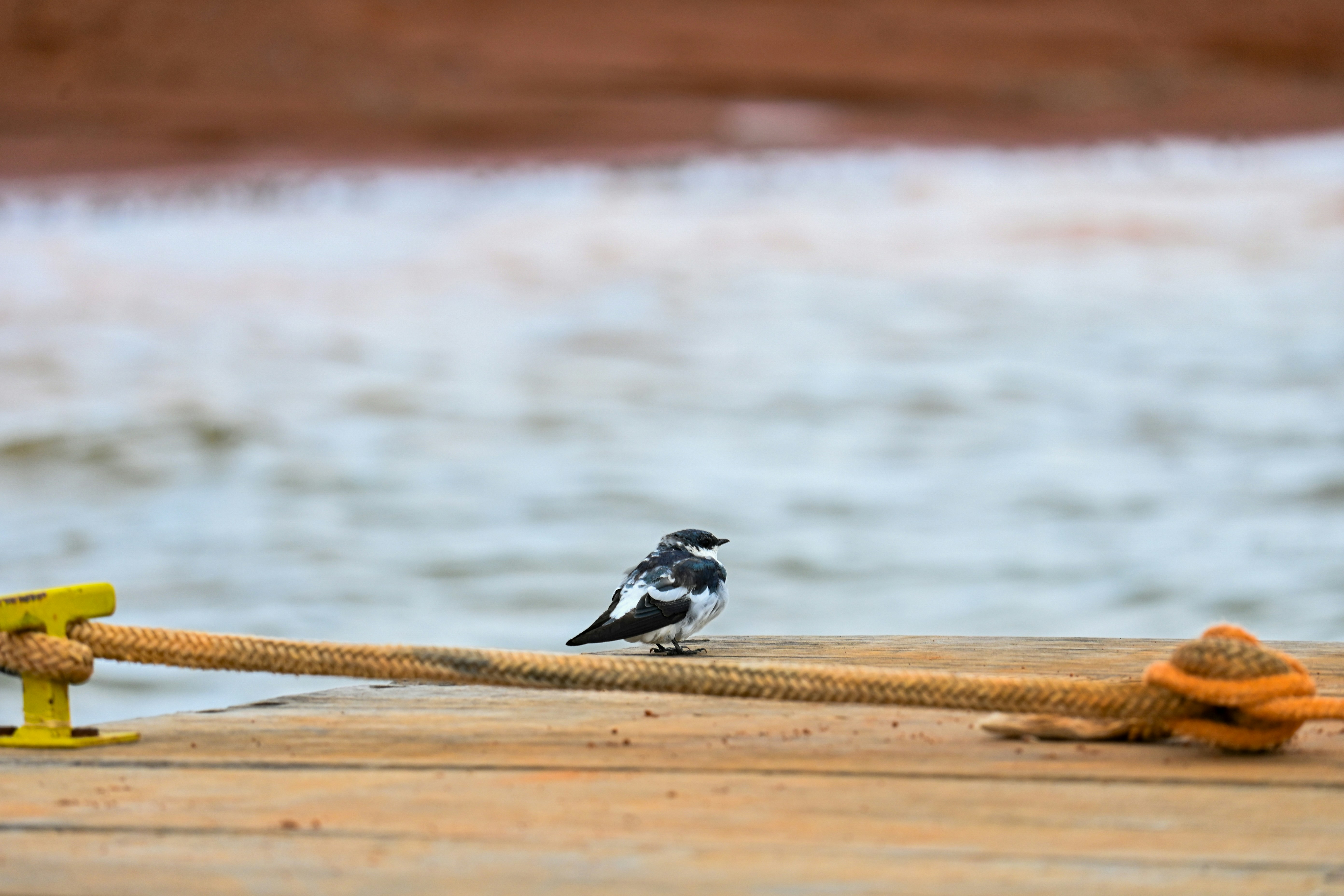 Perch on the Dock Rope: A Black-and-White Bird Anchors the Quiet Waterfront