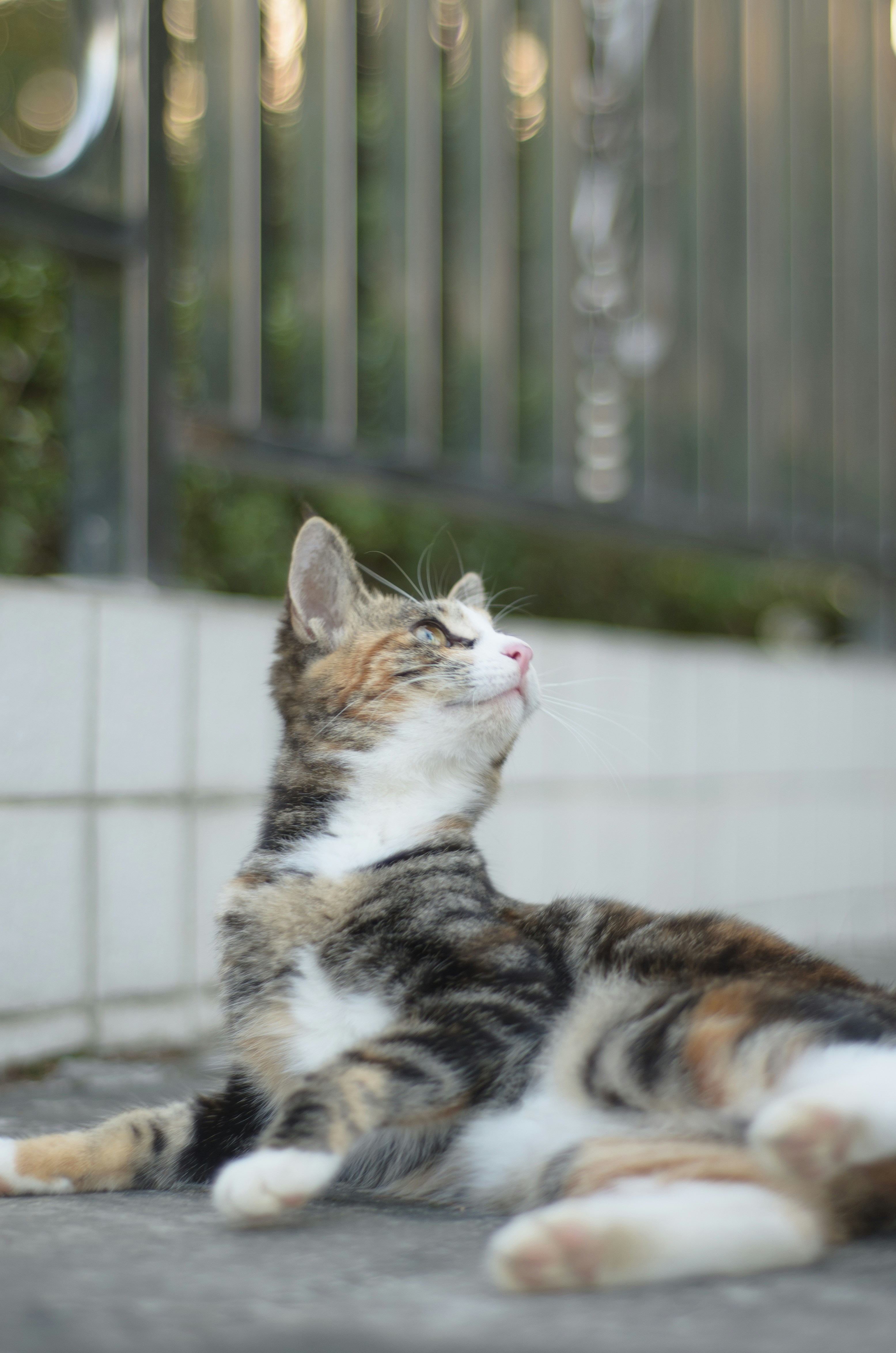 Foto Un gato que está tumbado en el suelo – Imagen Gris gratis en Unsplash