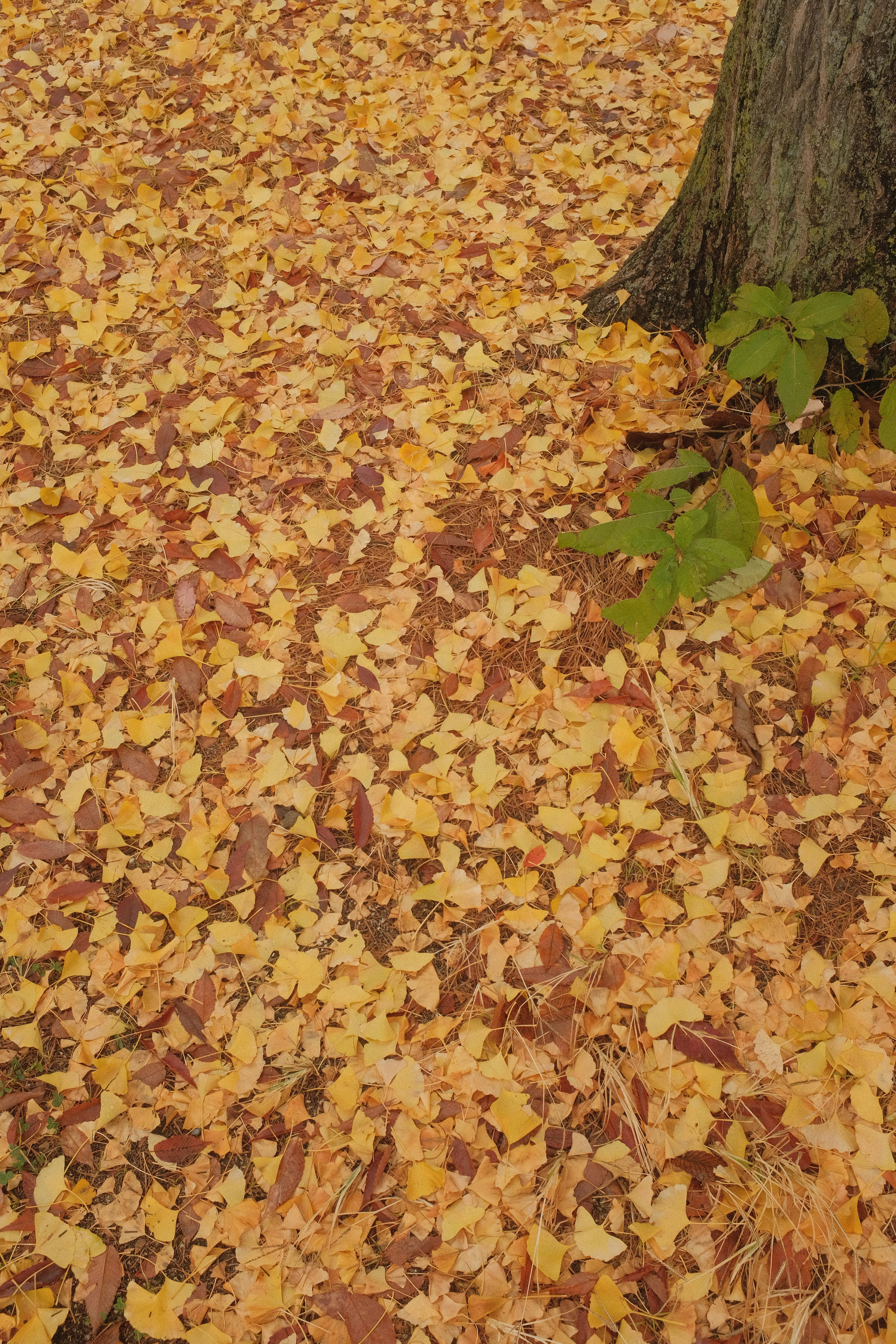 Leaf Quilt at the Tree's Foot: a Quiet Autumn Corner