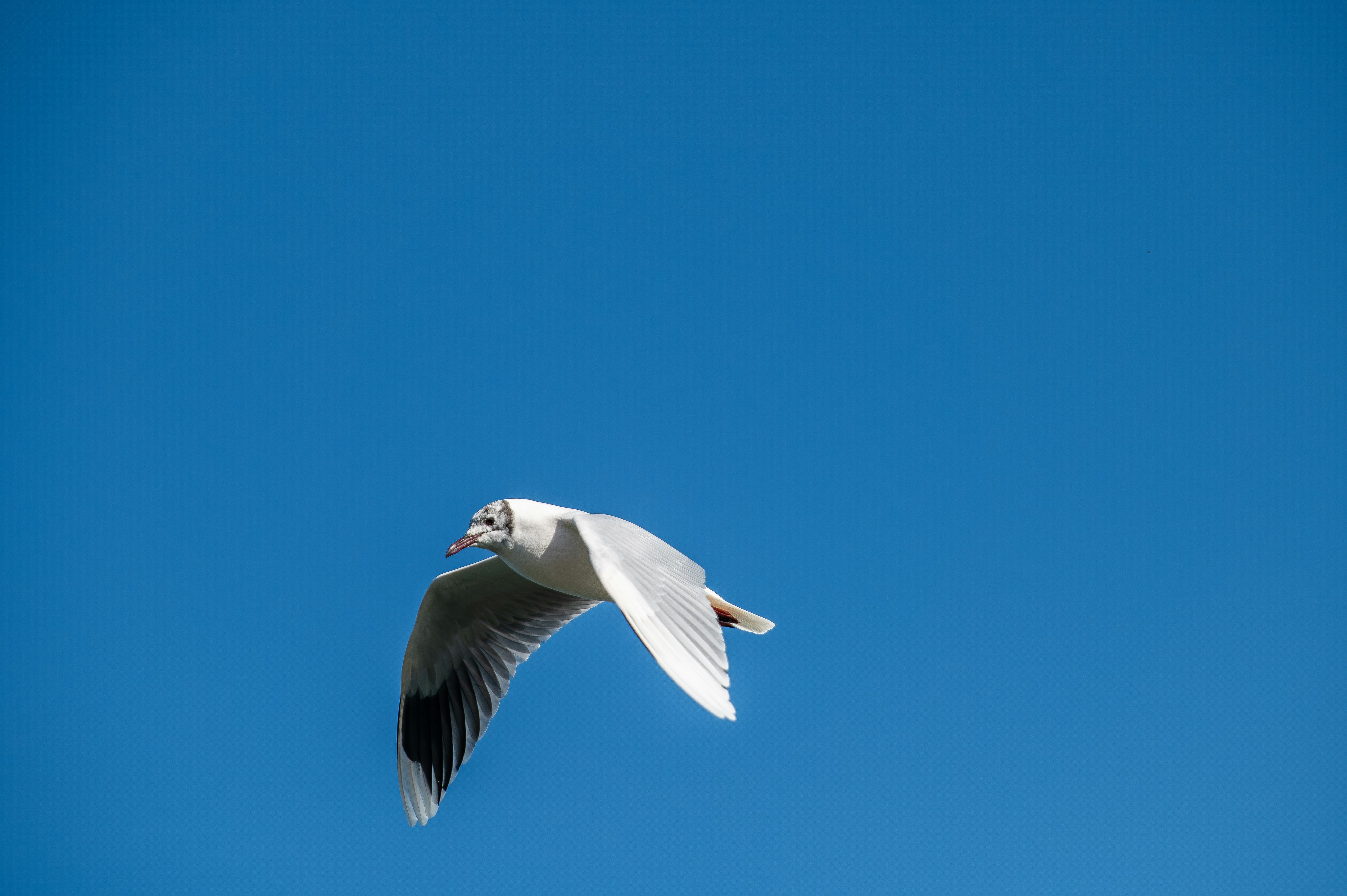 Seagull gliding gracefully in a clear blue sky.