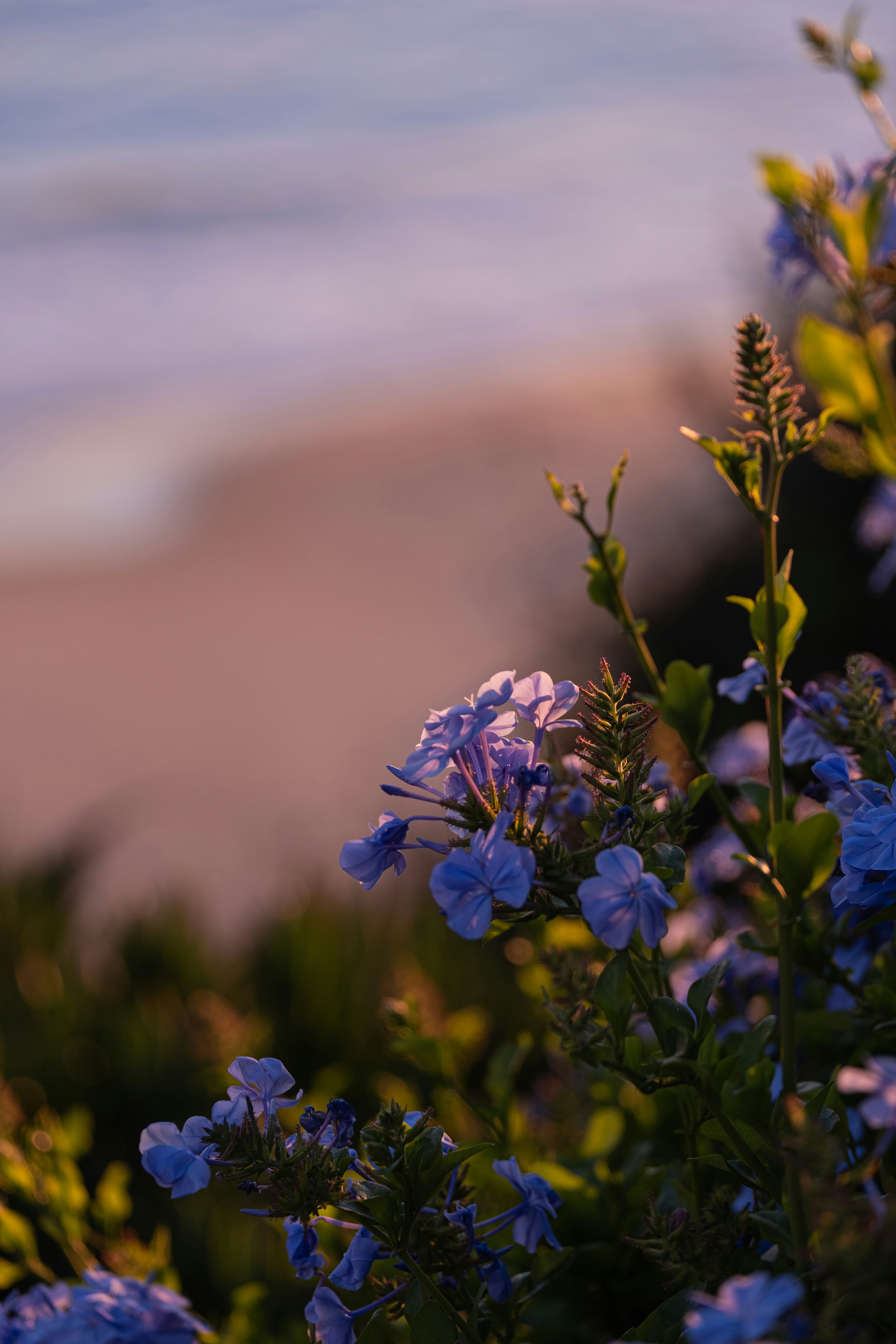 Blue Lobelia in Golden Hour Haze Along a Quiet Seashore Dune