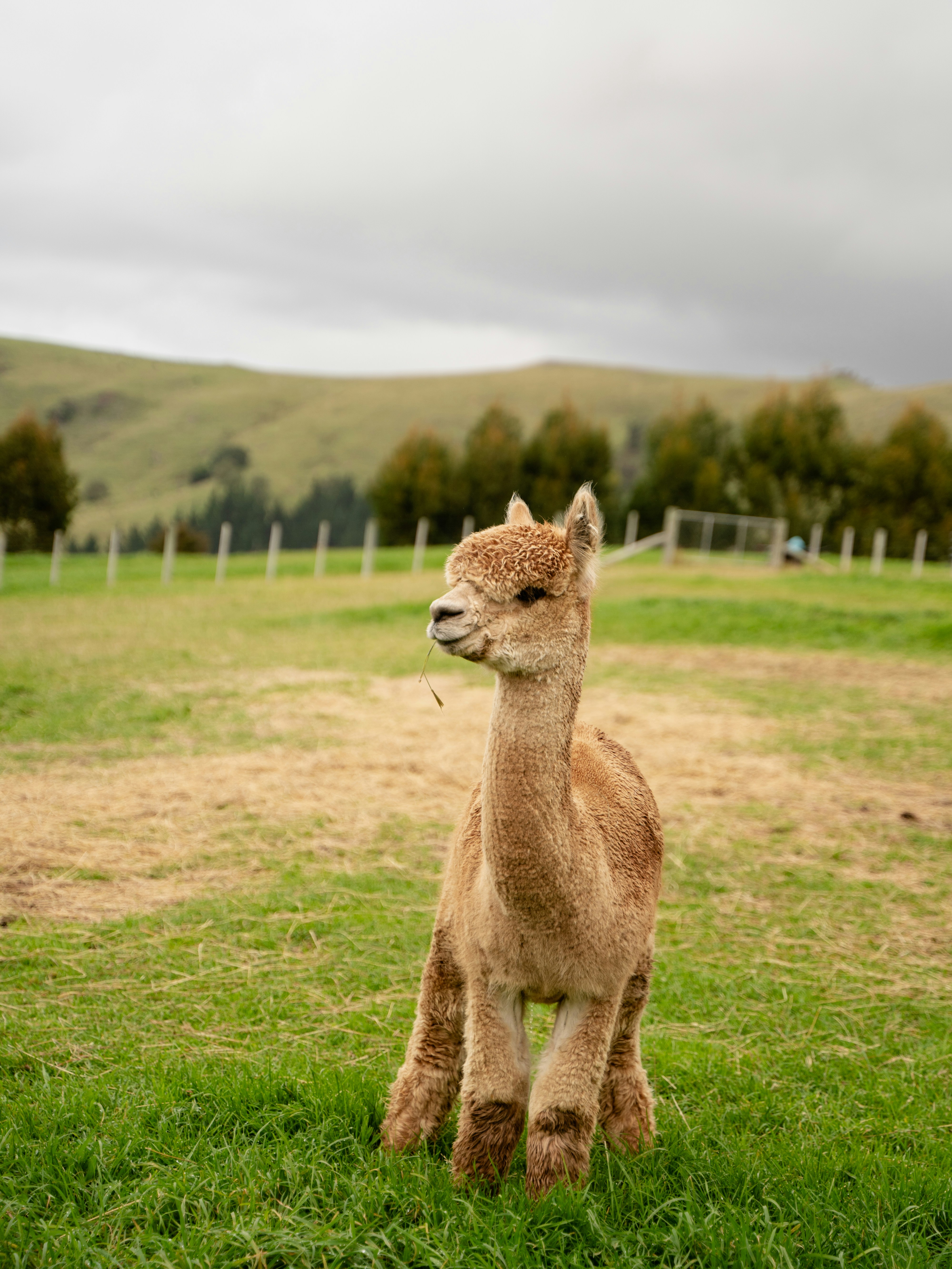 Curious Alpaca in a Pasture Under Gray Skies