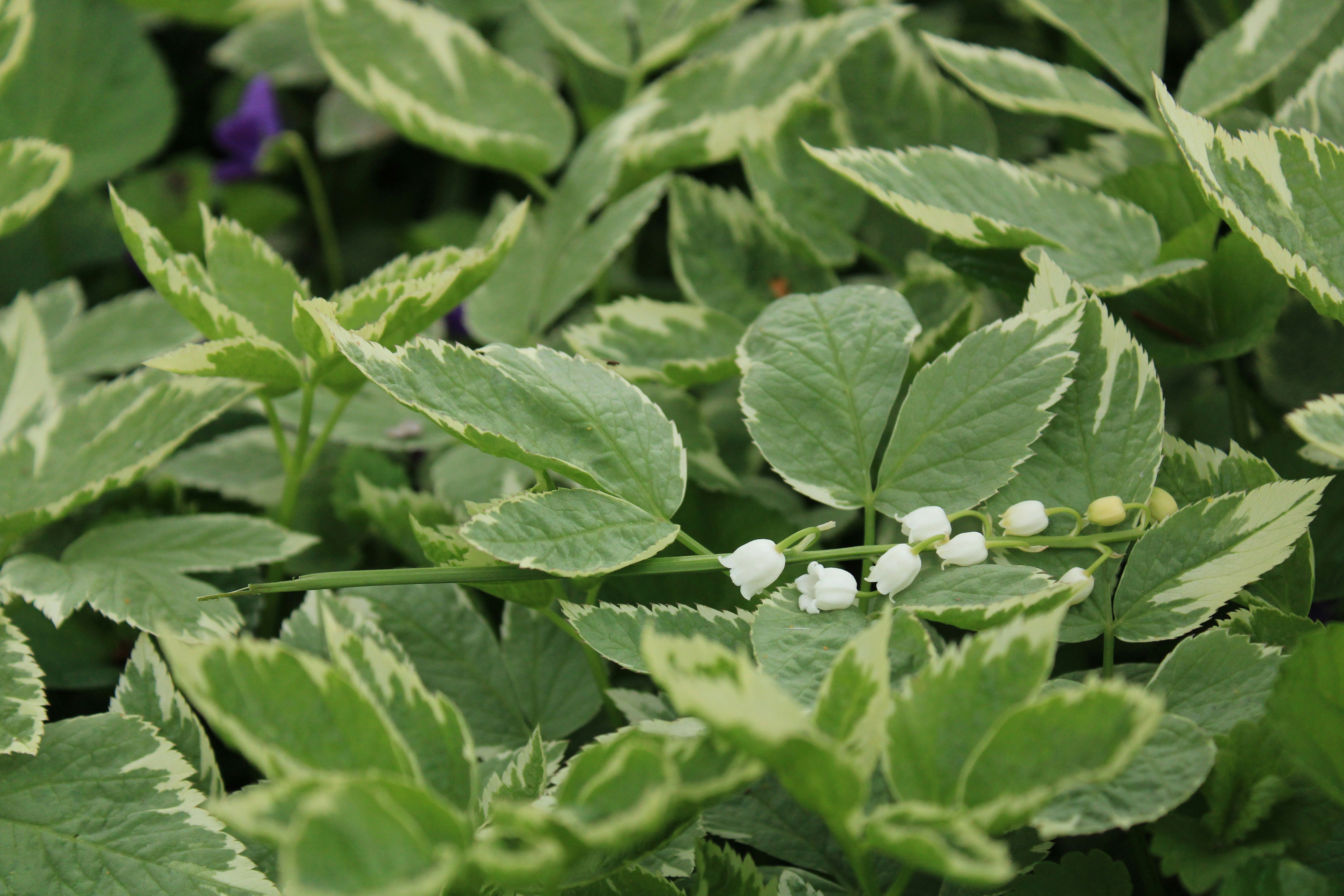 Snow Buds Threaded Through Variegated Leaves