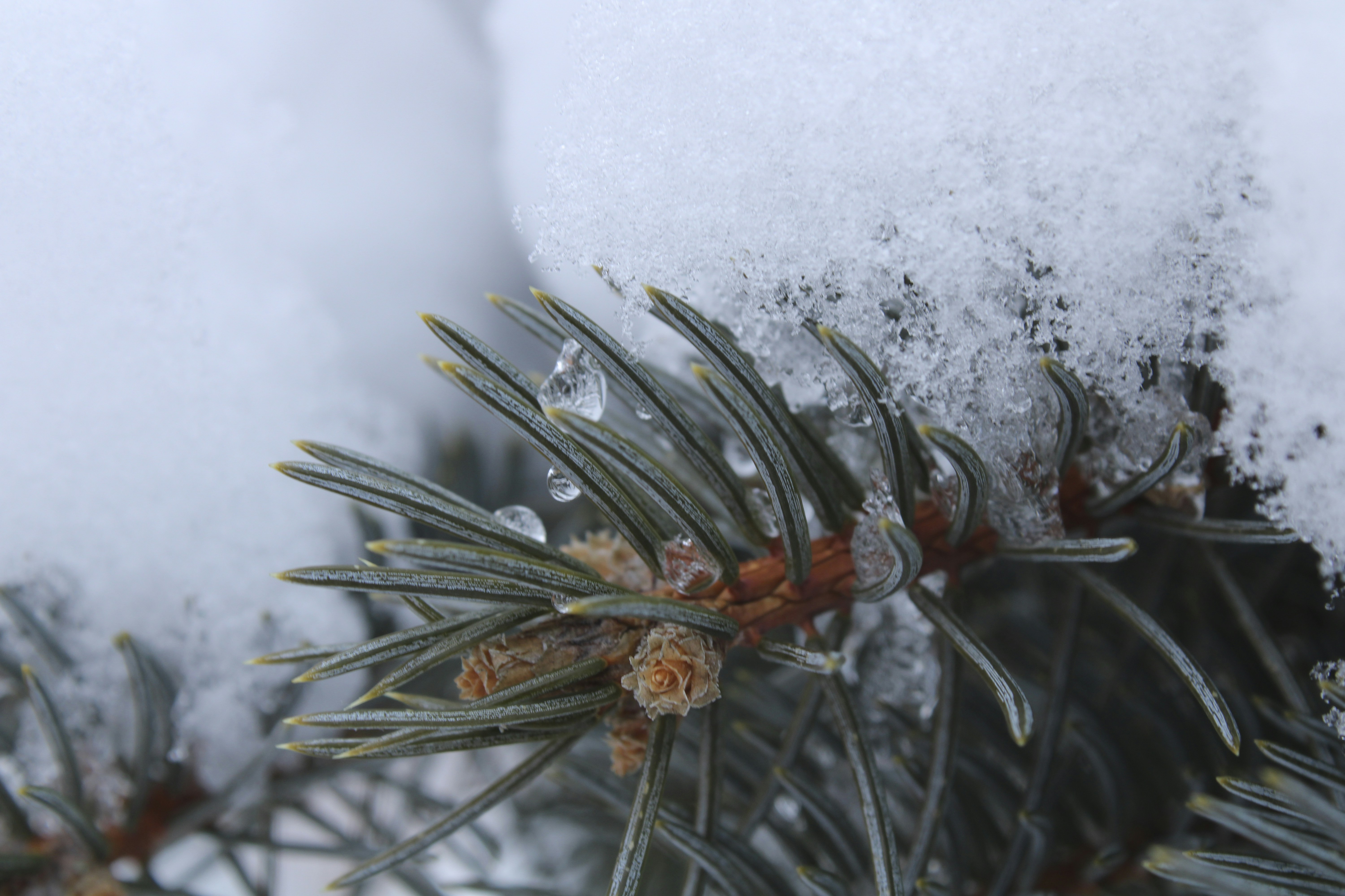 Frost Fronds: Pine Needles Adorned with Ice Droplets