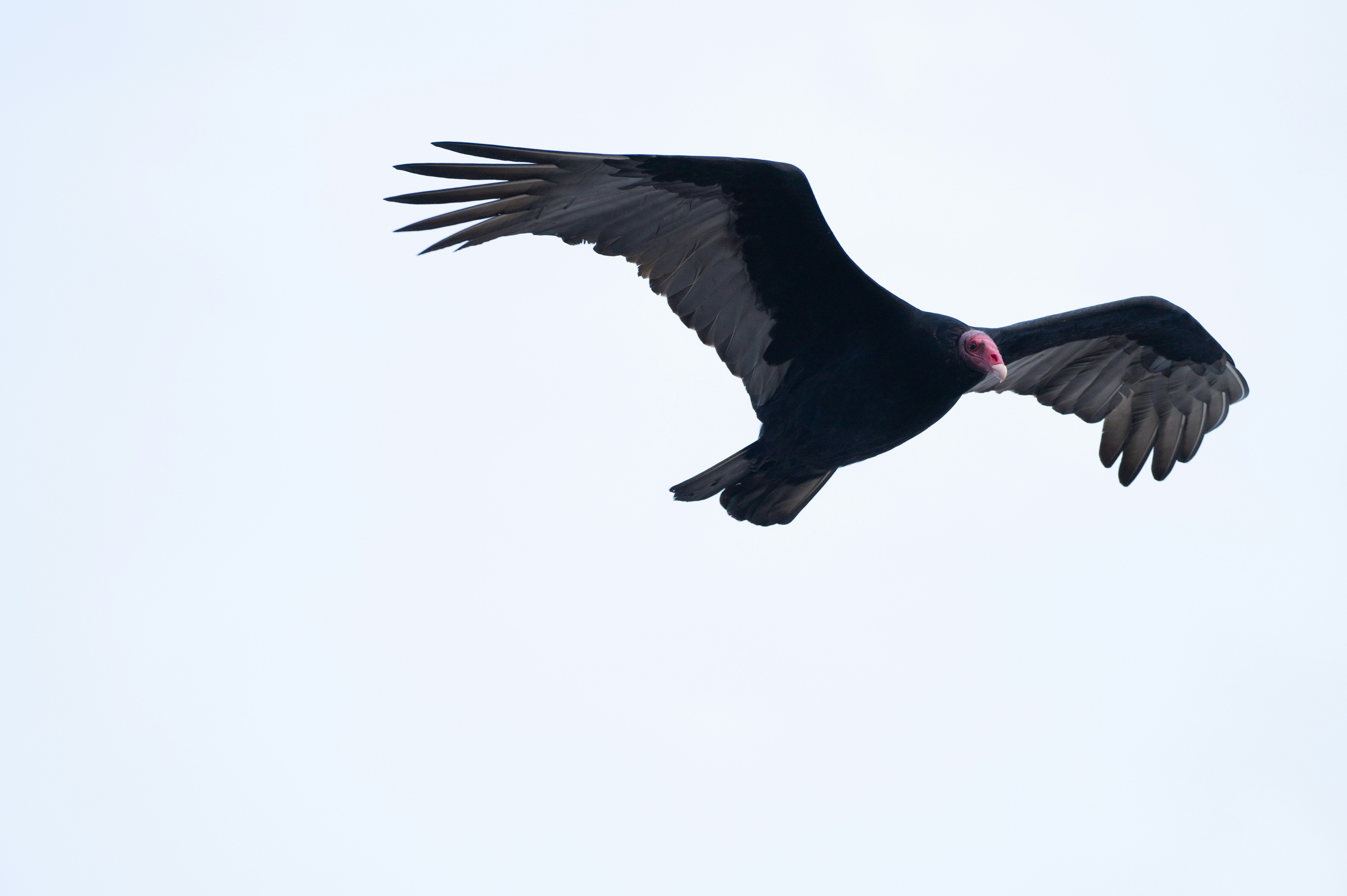 A large black bird flying through a blue sky photo – Free Animal Image ...