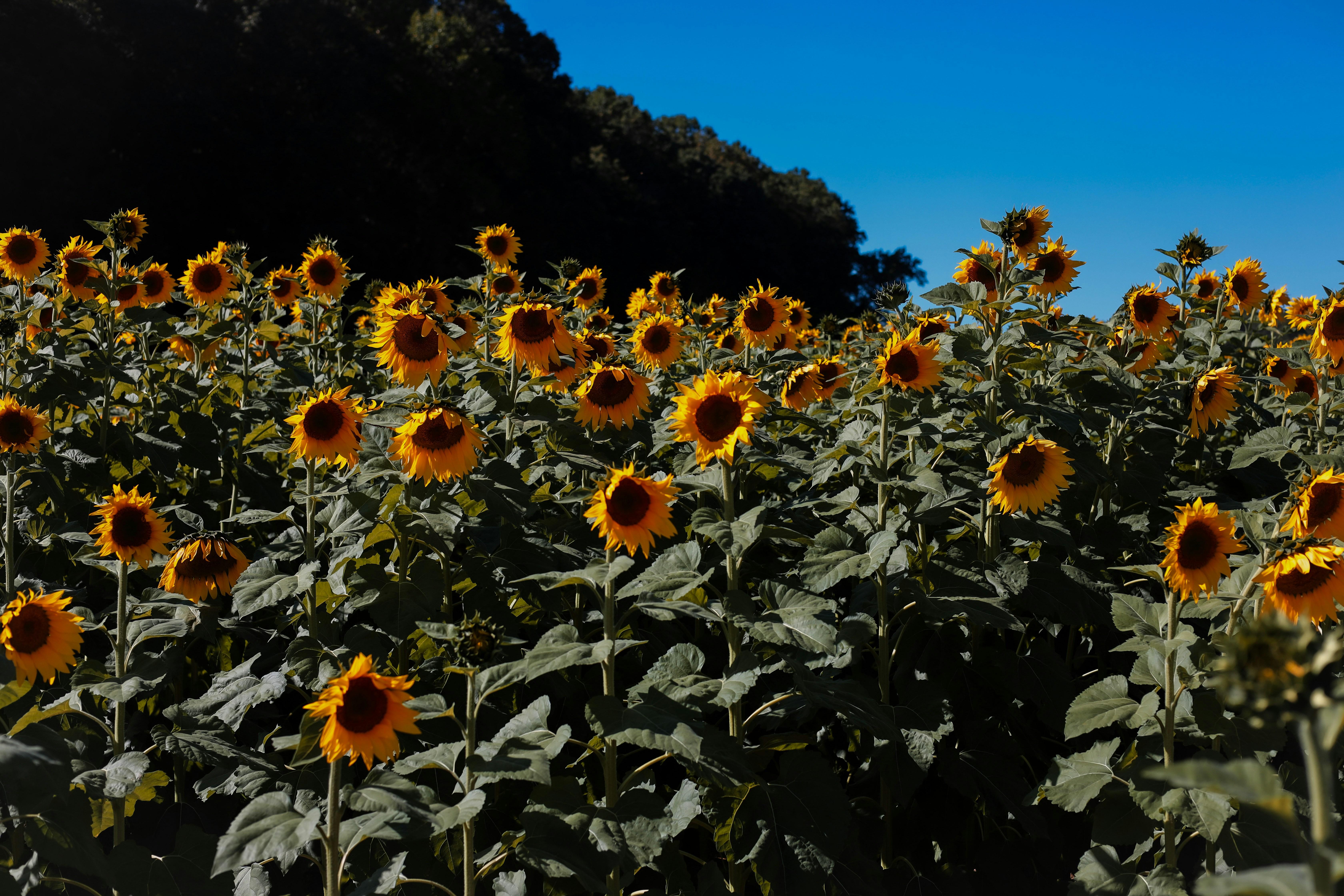 Photo by Jisoo Park with Canon EOS R