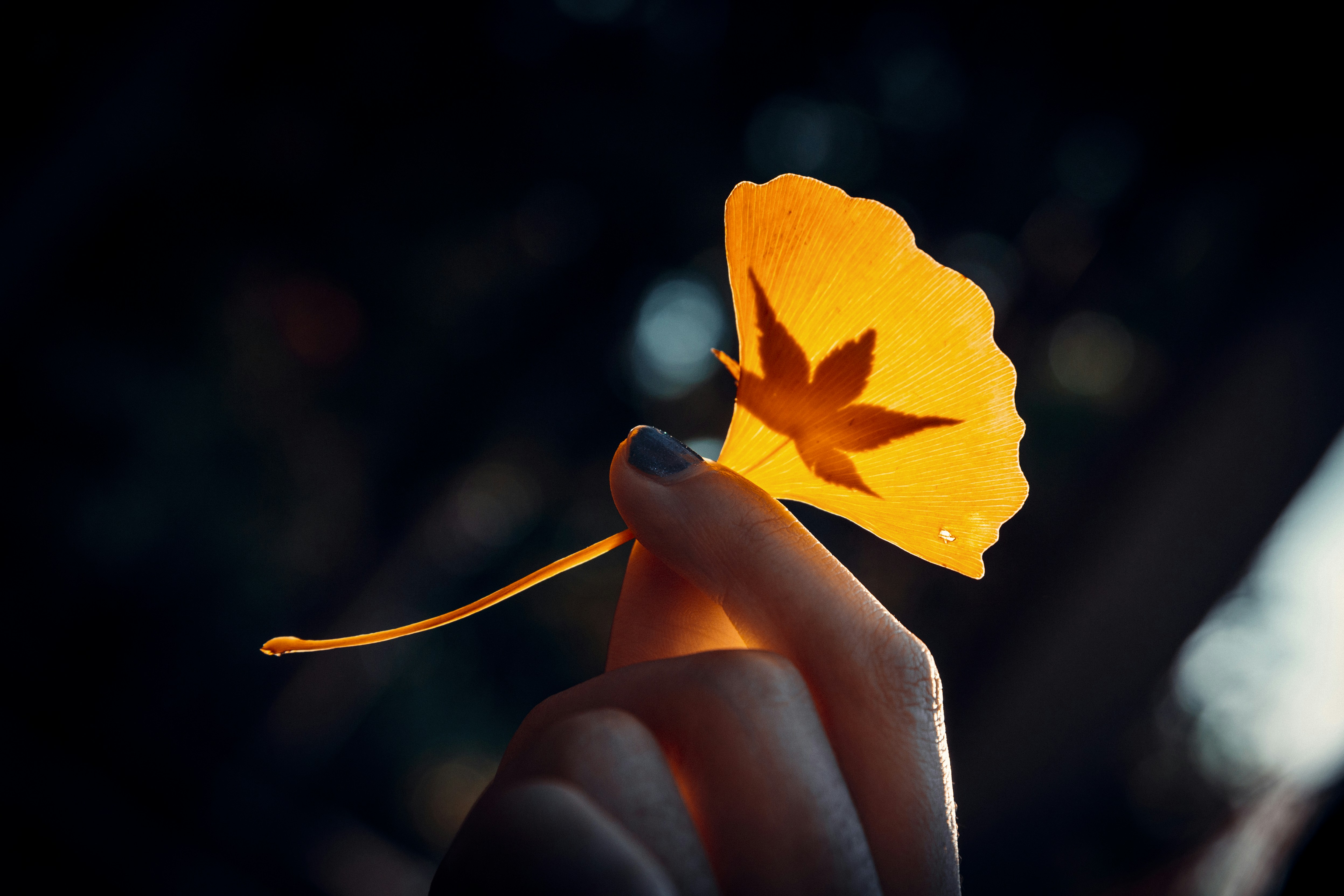 Backlit Ginkgo: a Handful of Autumn Glow
