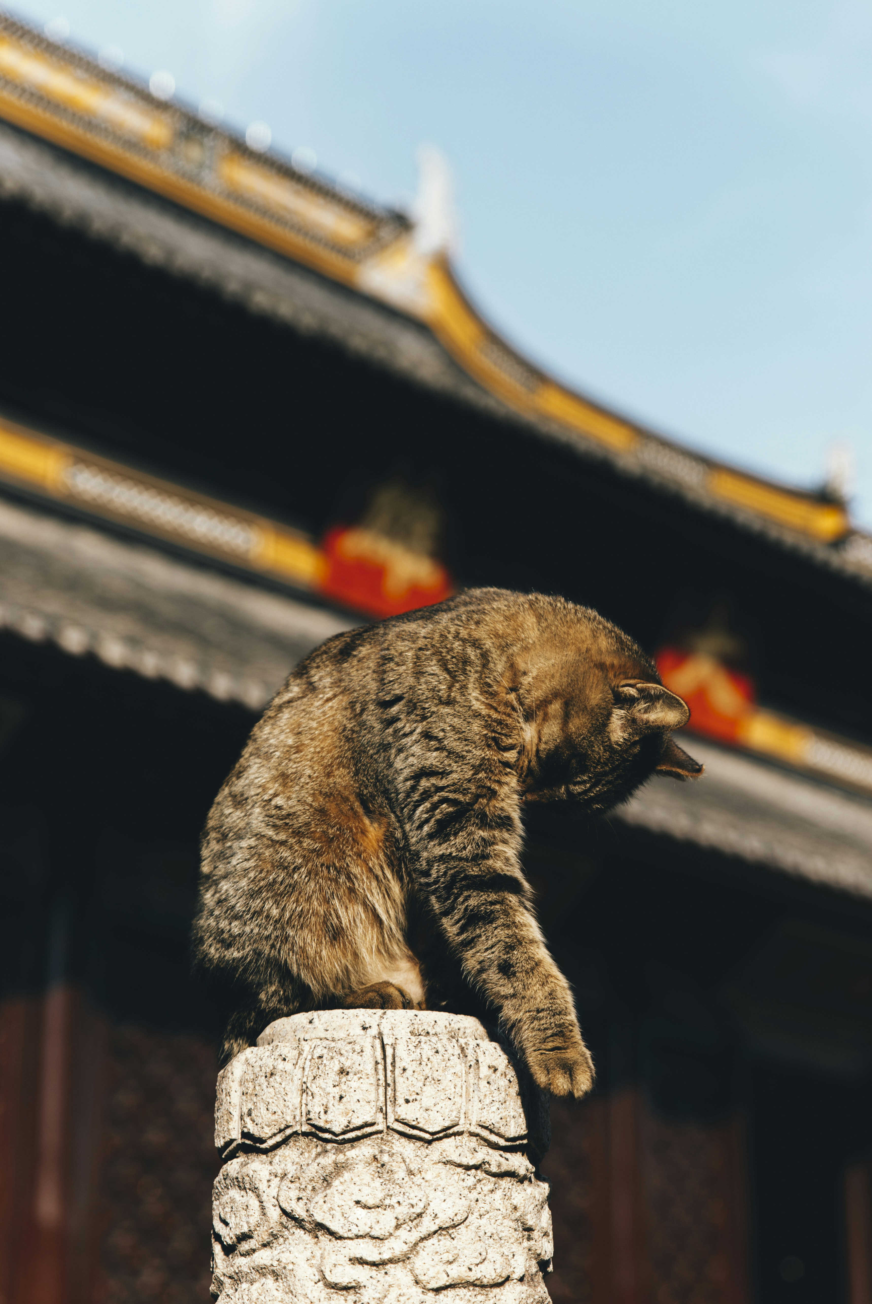Perched Sentinel: A temple cat on a weathered stone post beneath gilded eaves