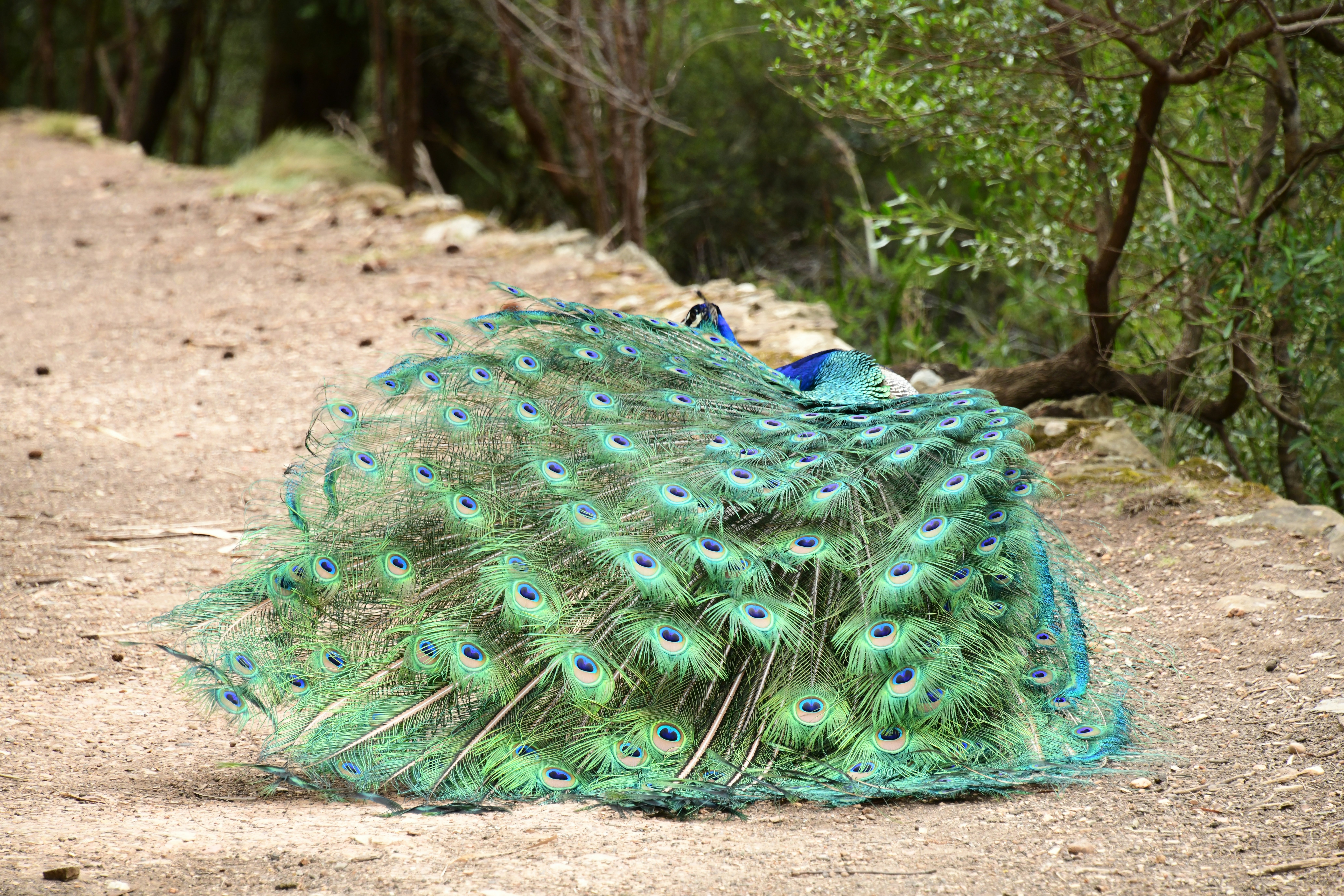 Peacock with vibrant plumage fanned out on a dirt path in a forest setting.