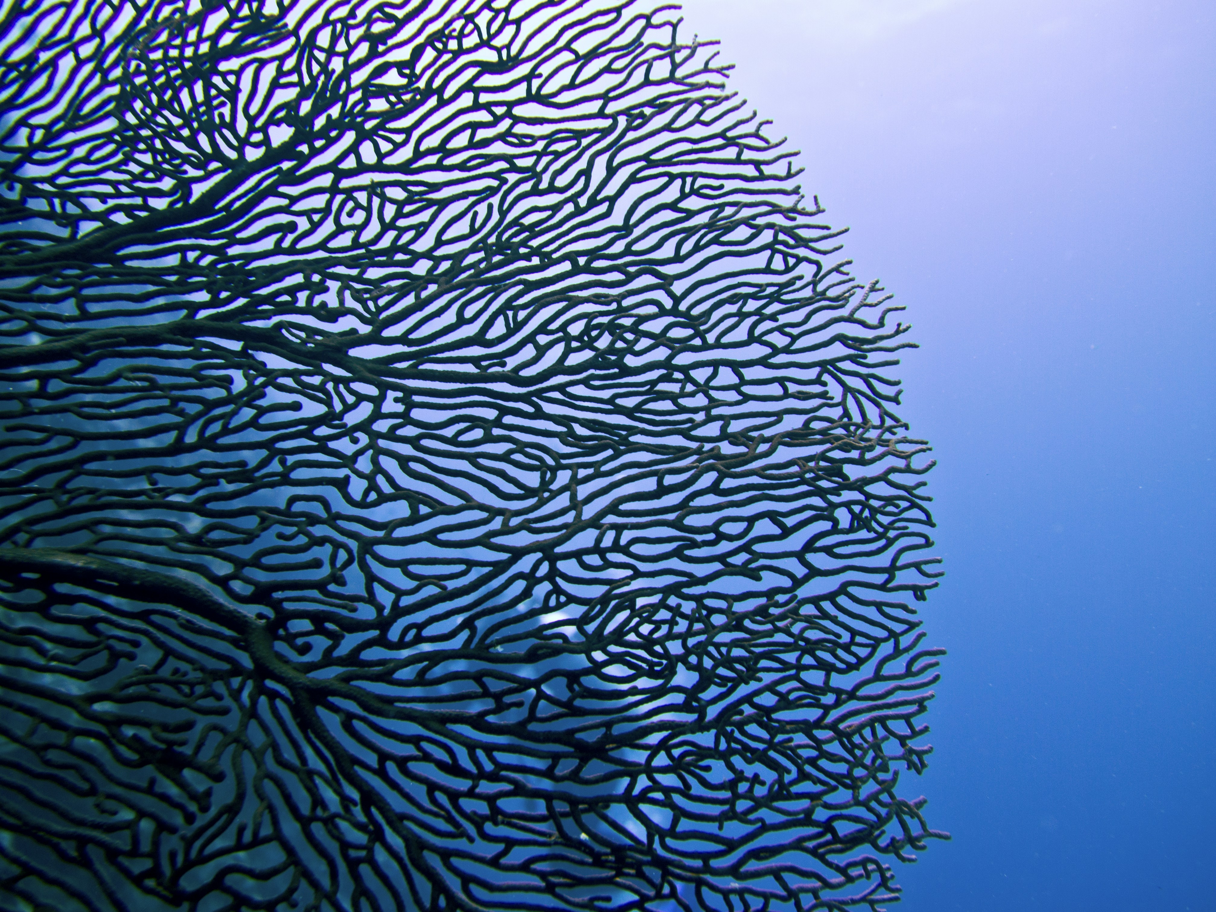 Blue Abyssal Canopy: Branching Coral Sprawl Under Open Water