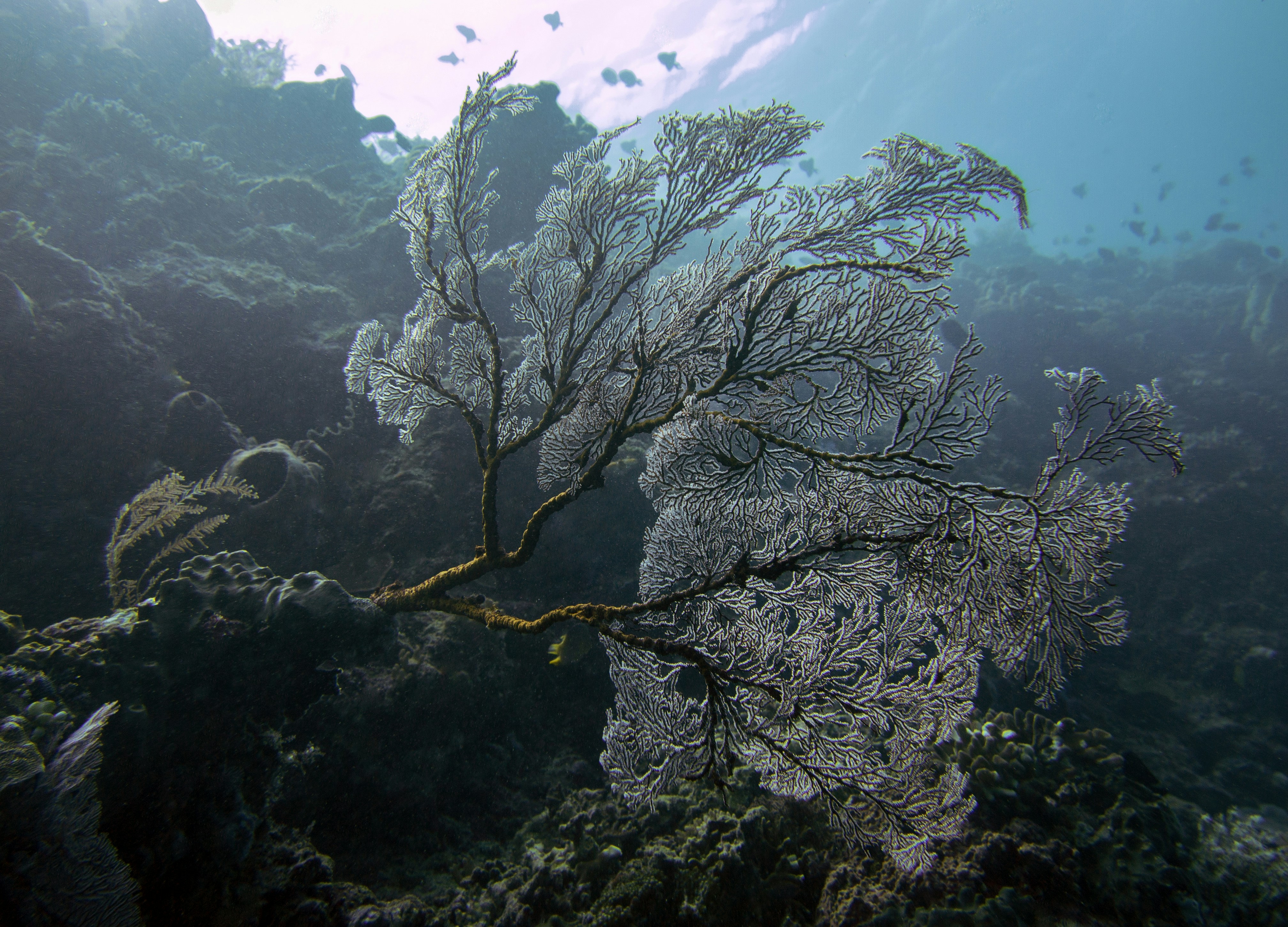 A tree branch covered in snow in the ocean photo – Free Underwater ...