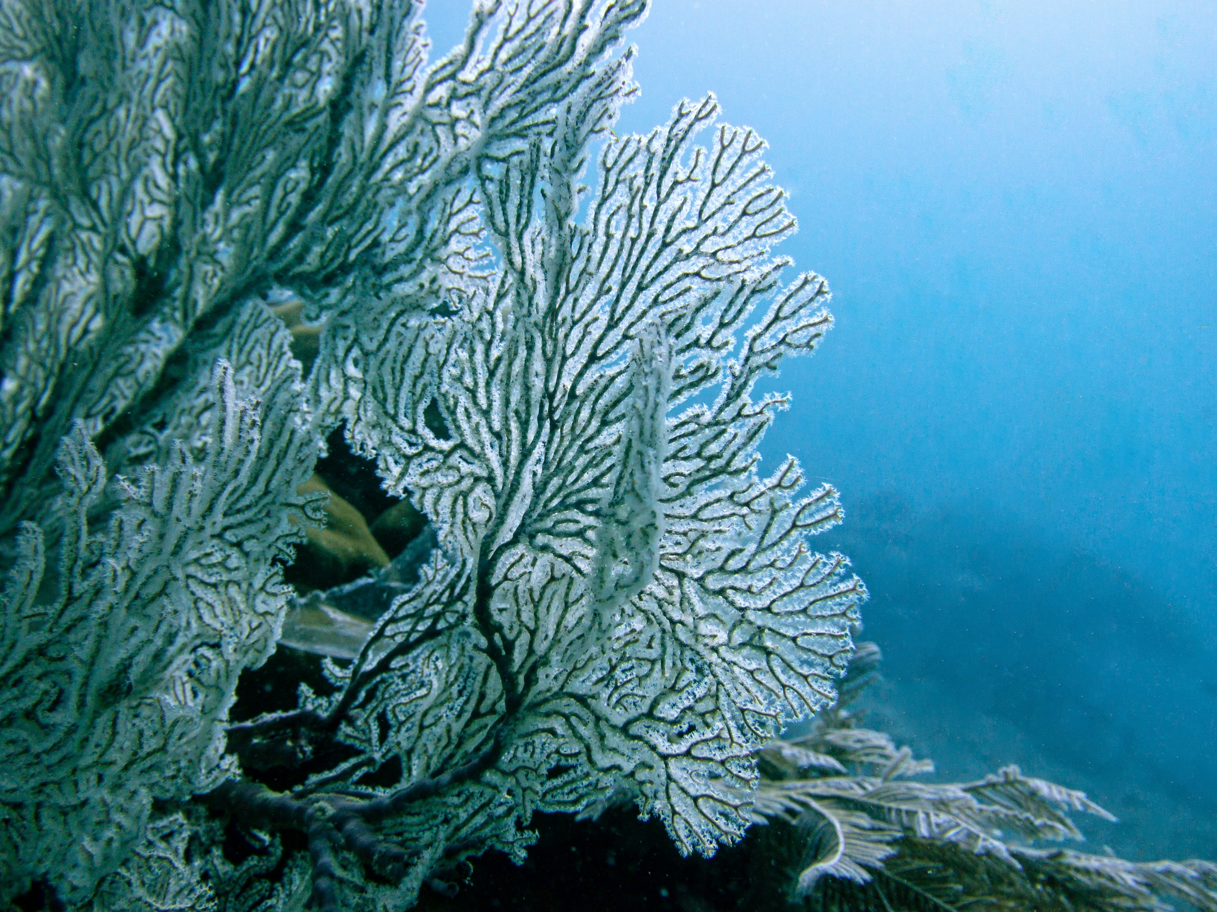 A close up of a seaweed on a coral reef photo – Free Underwater Image ...