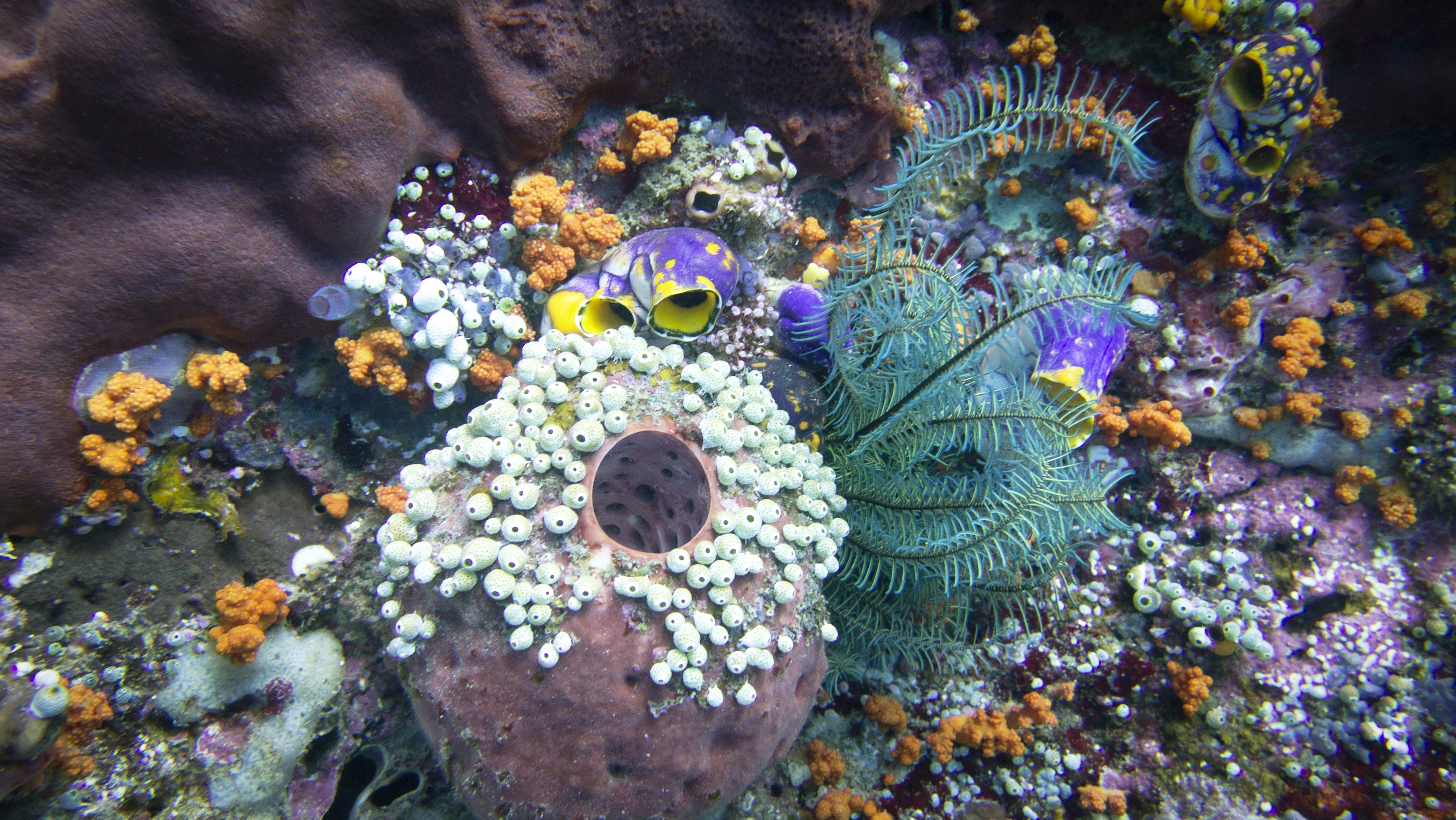 a sea anemone and other marine life on a coral reef
