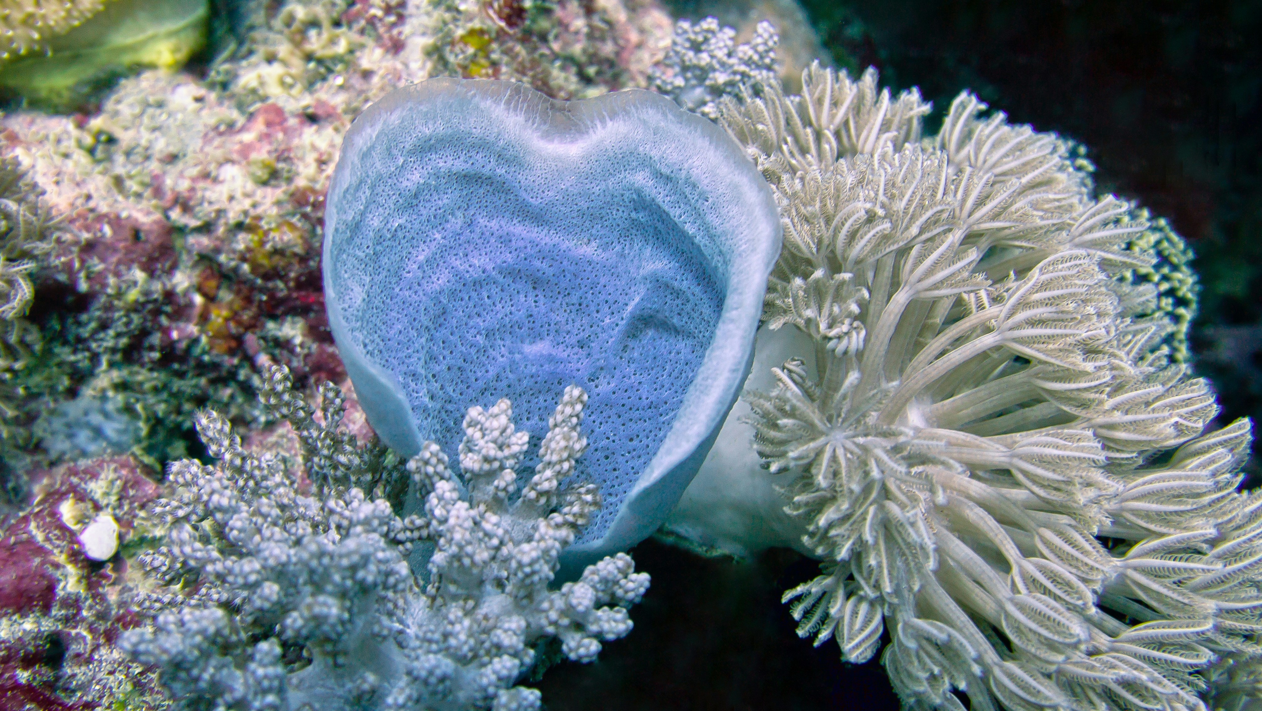 Blue Moon Jelly Nestled Among Coral Fans