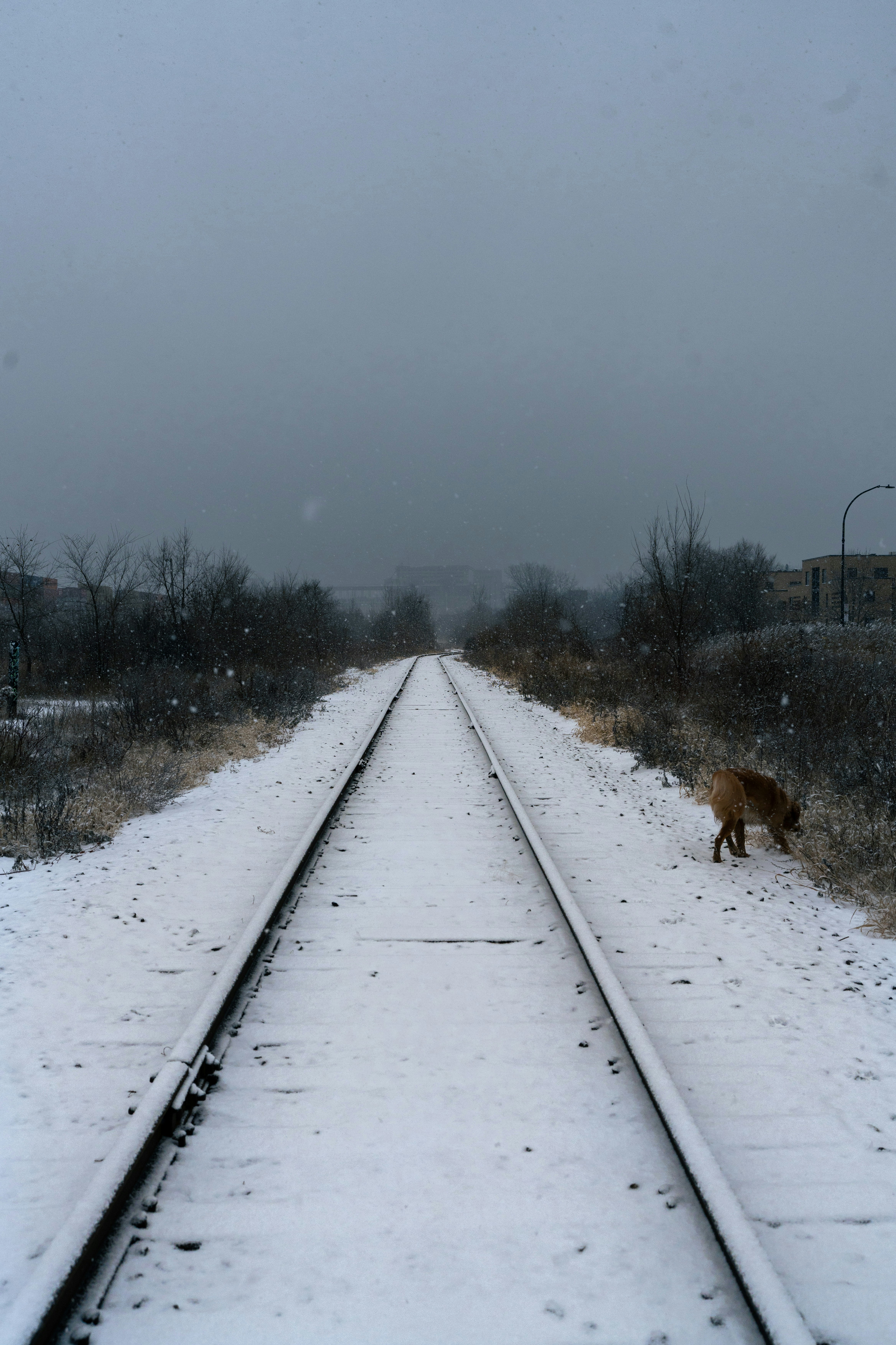 Converging Rails in a Snow-Quiet Landscape with a Distant Dog