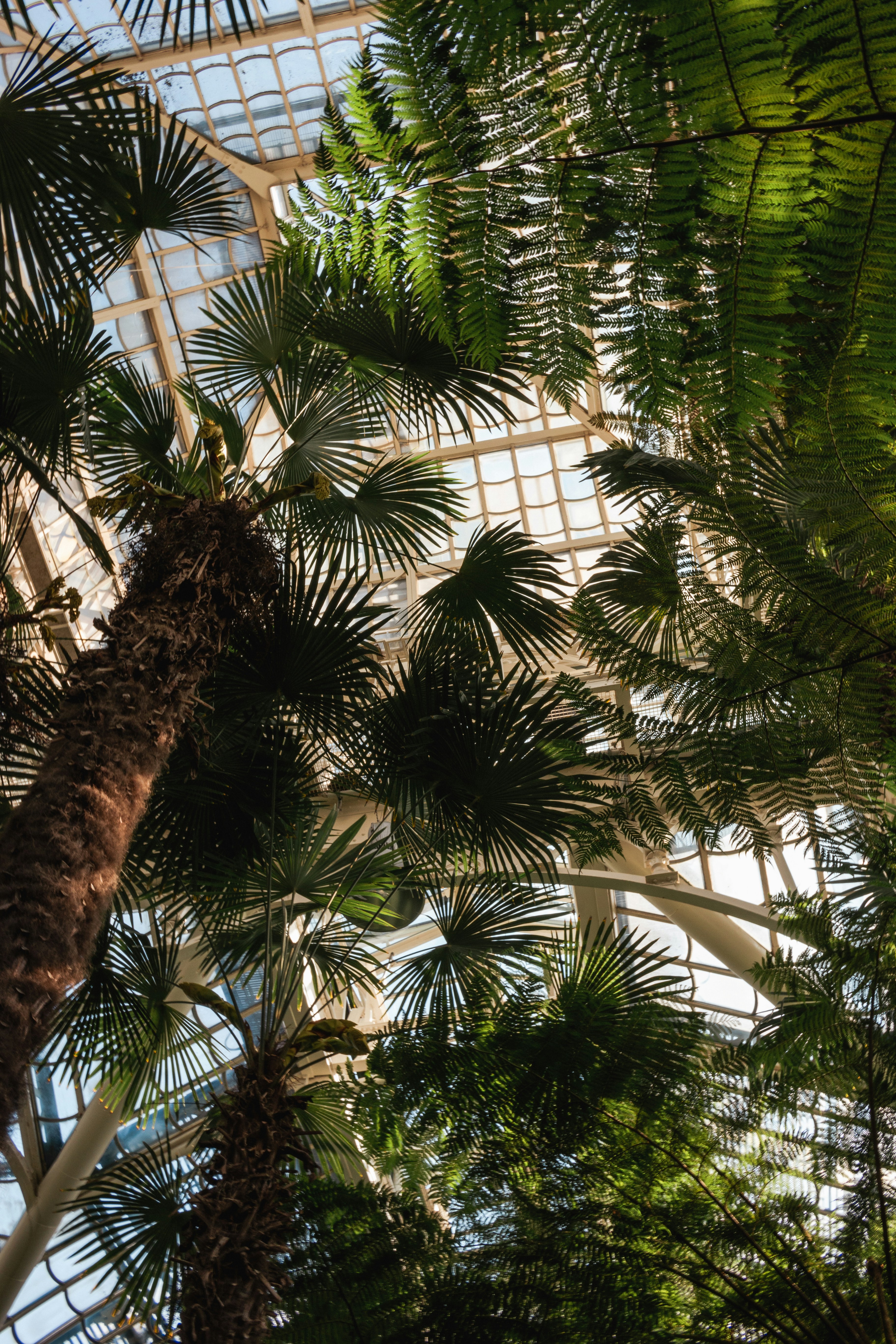 A palm tree inside of a building with a skylight photo – Free Forest ...