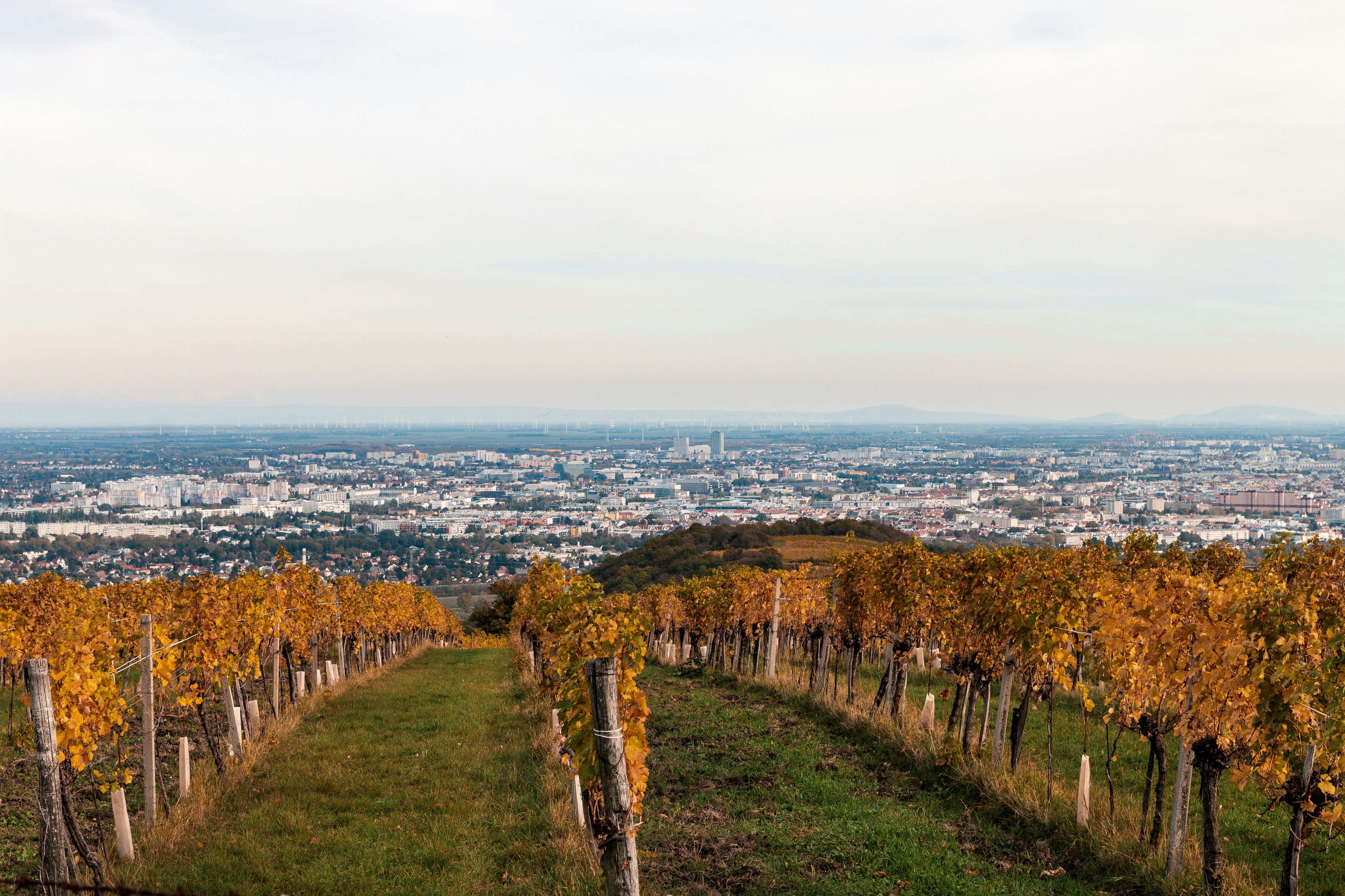 Vanishing Vines: Autumn Rows Toward a Distant City Horizon