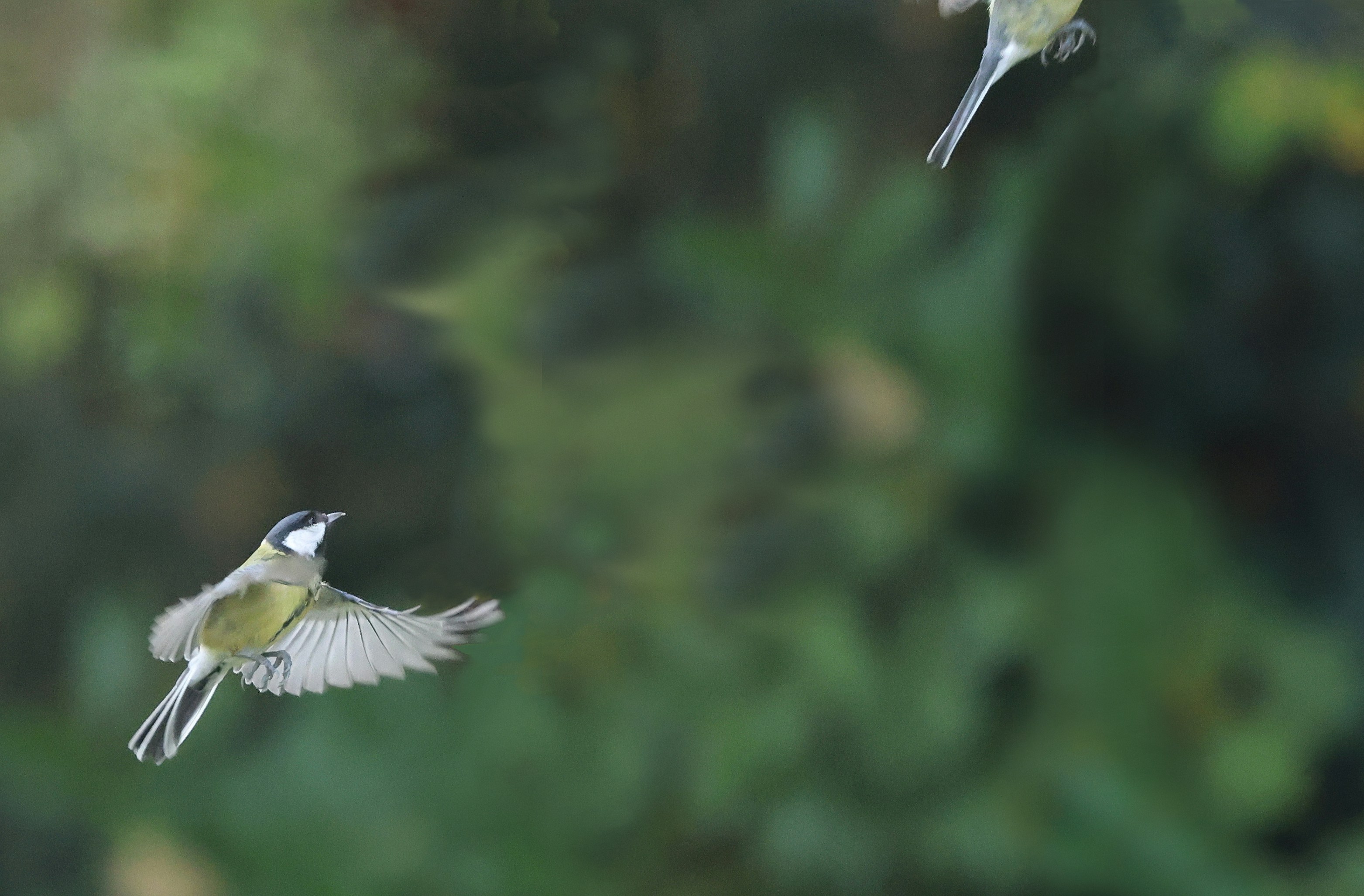 Wingbeat in Verdant Blur: Two Small Birds in Flight