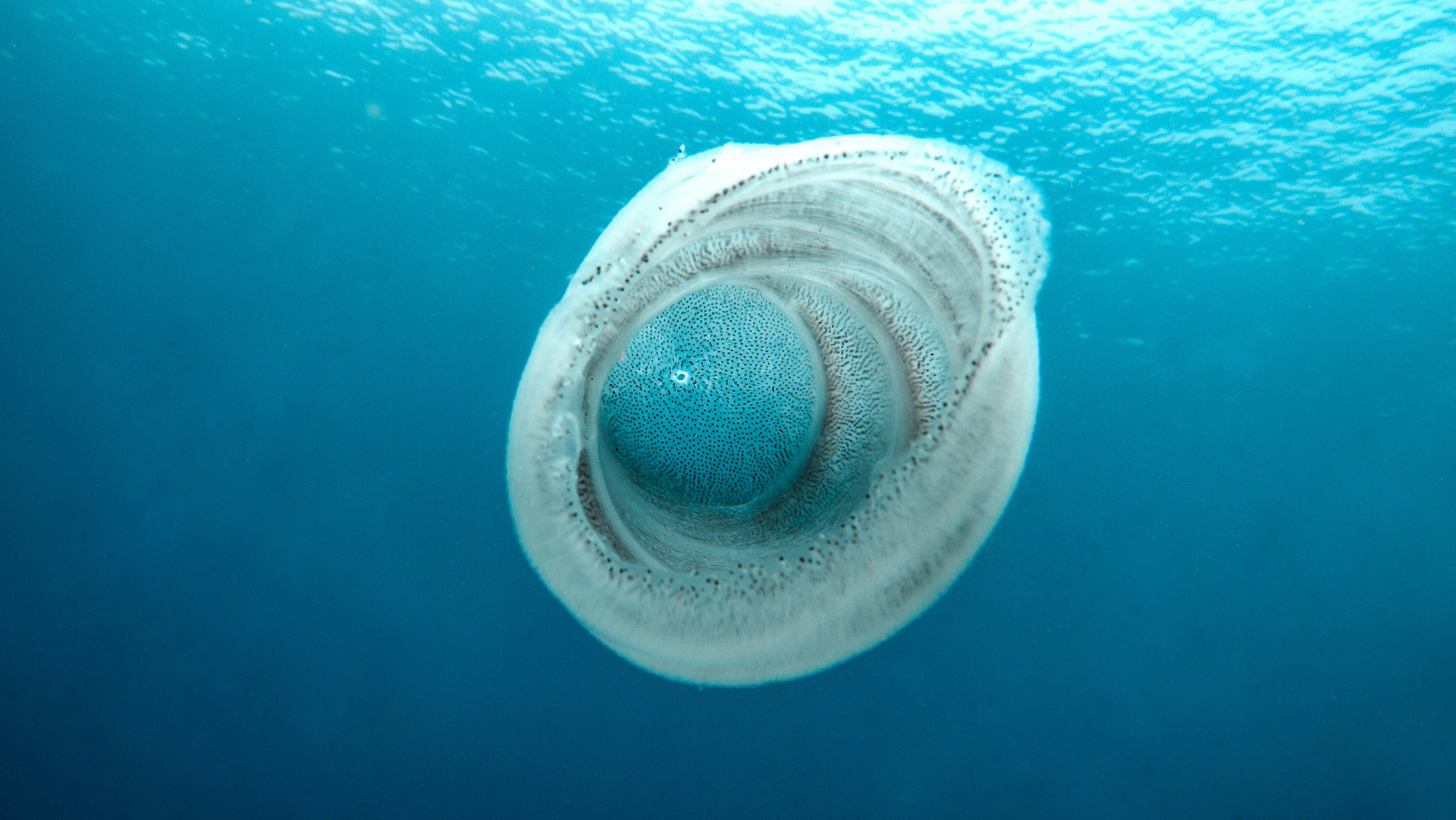 an underwater view of a jellyfish in the water