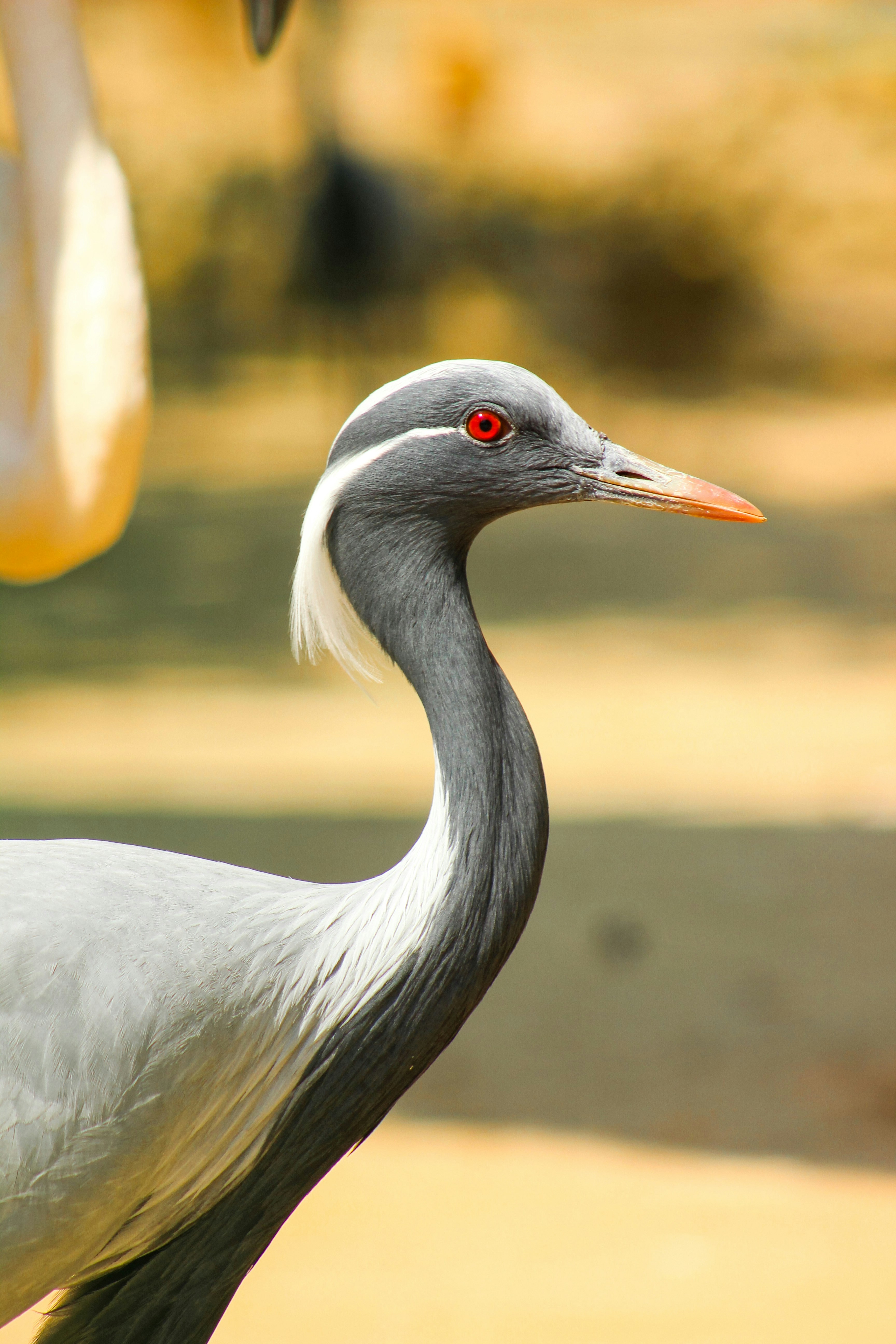 A close up of a bird with a long neck photo – Free Bird Image on Unsplash
