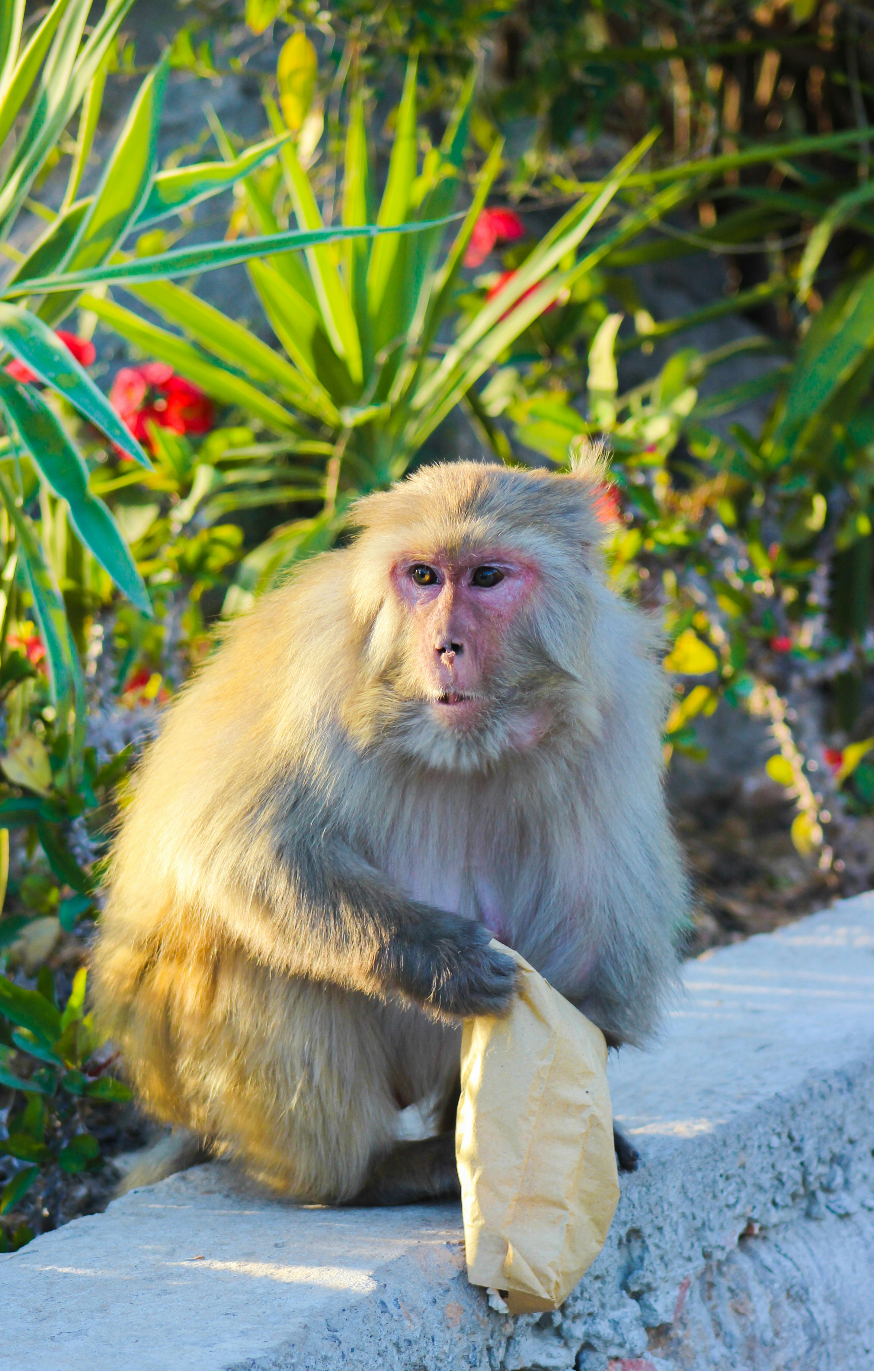 Sunlit Macaque on a Stone Ledge Clutching a Bag Amid Tropical Foliage