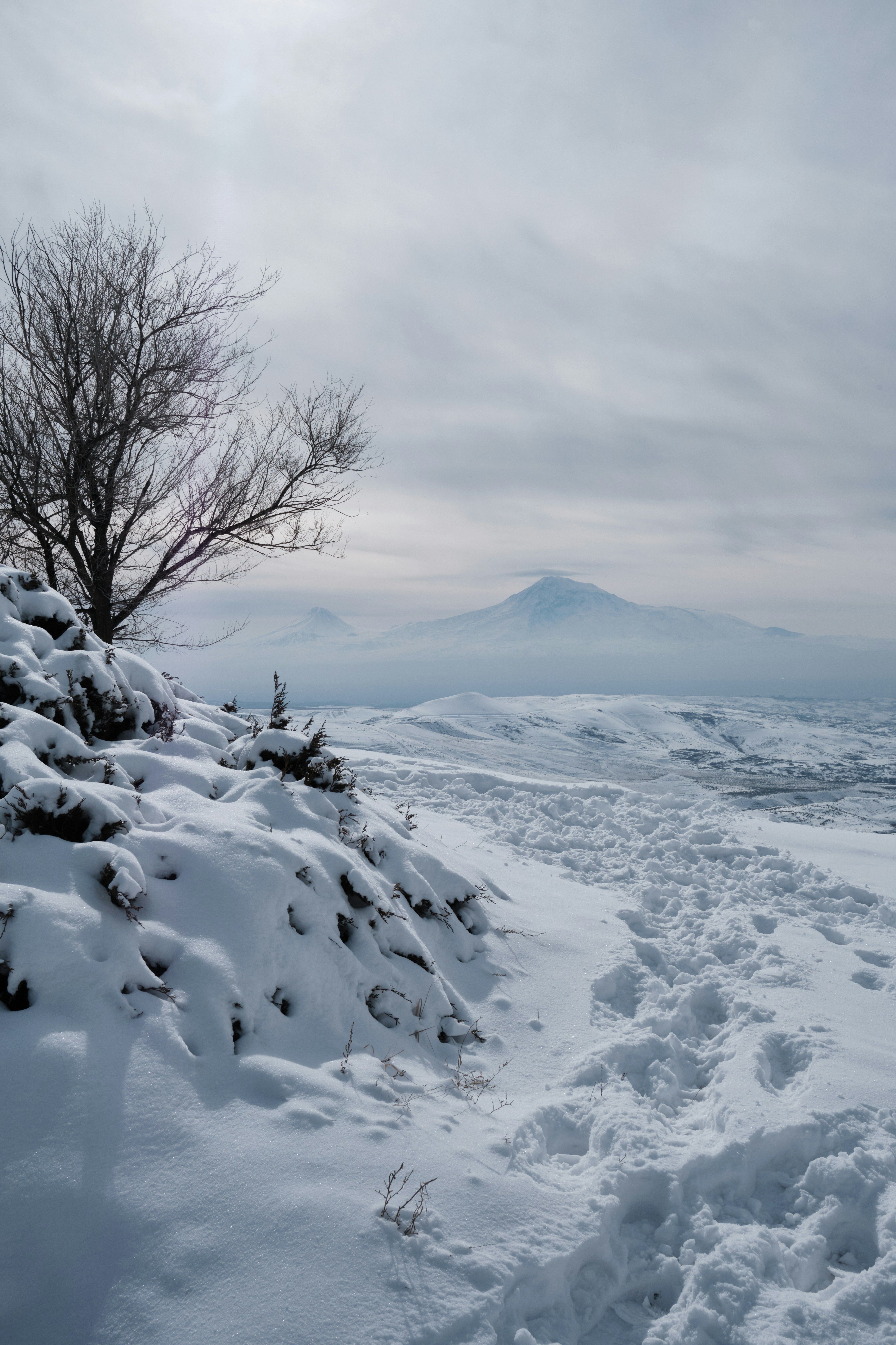 Snowbound Promontory: A Lone Tree and a Distant Peak