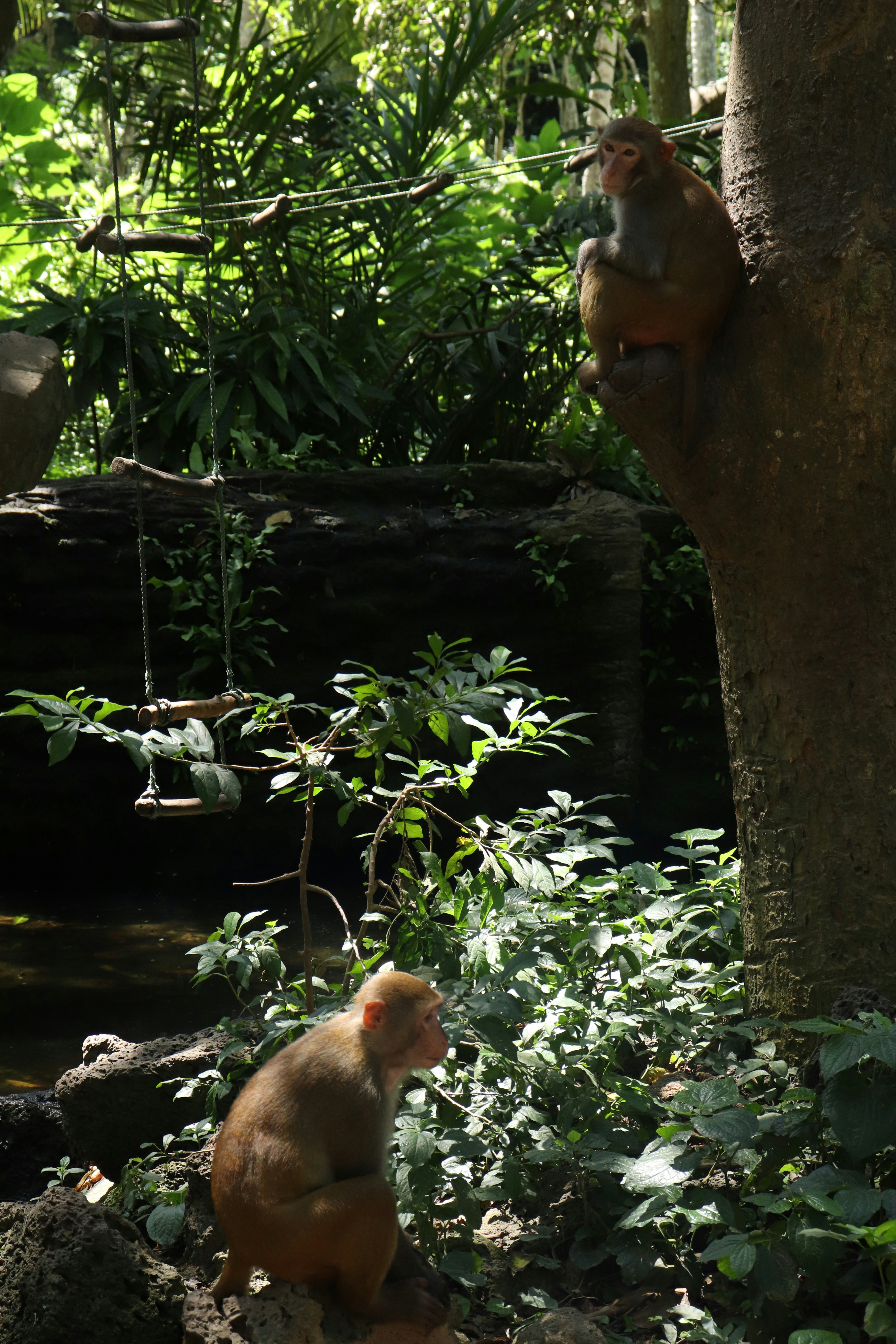 Monkeys in the Sun-Dappled Canopy: A Quiet Observation