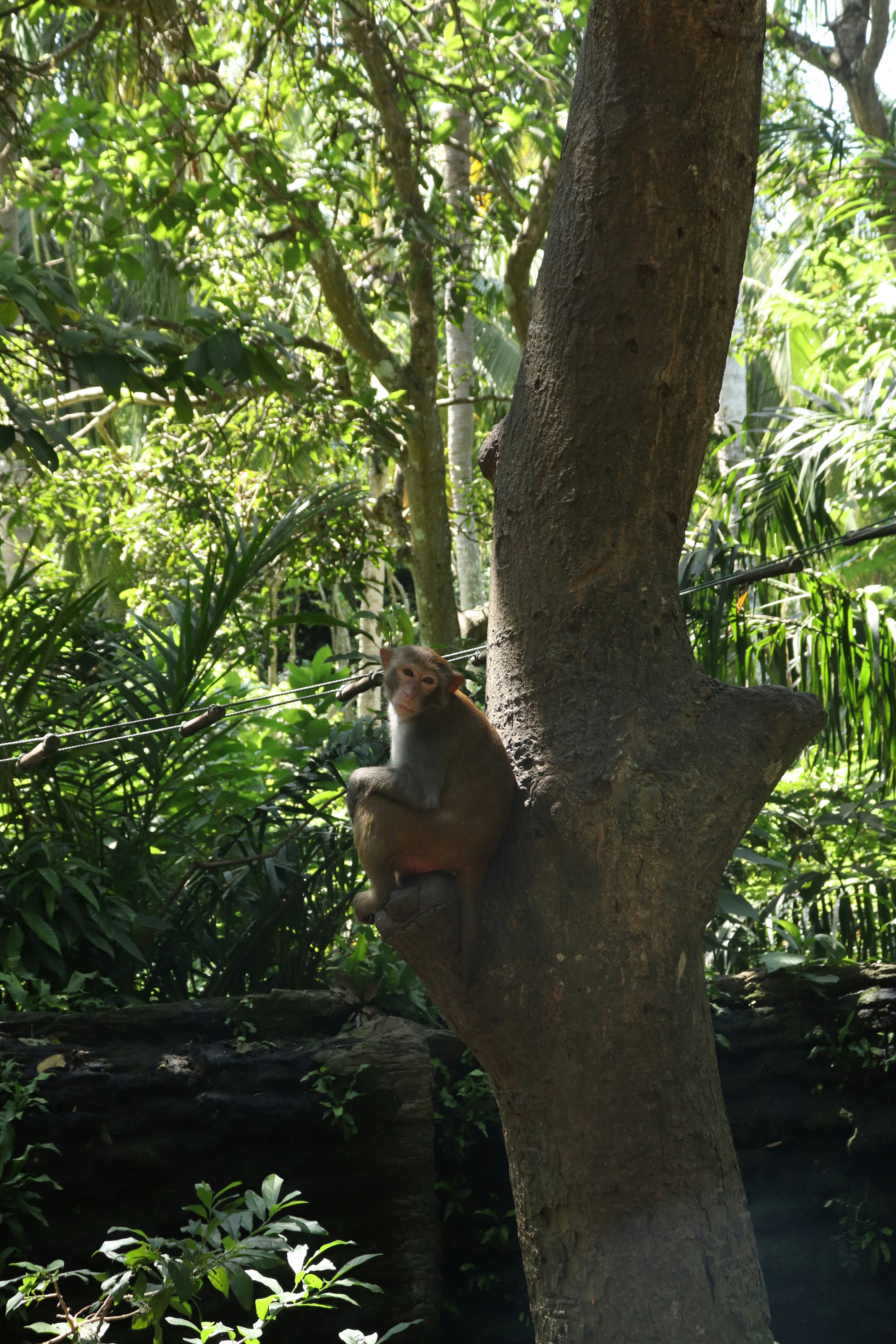 Solitary macaque perched on a sunlit trunk amid emerald jungle
